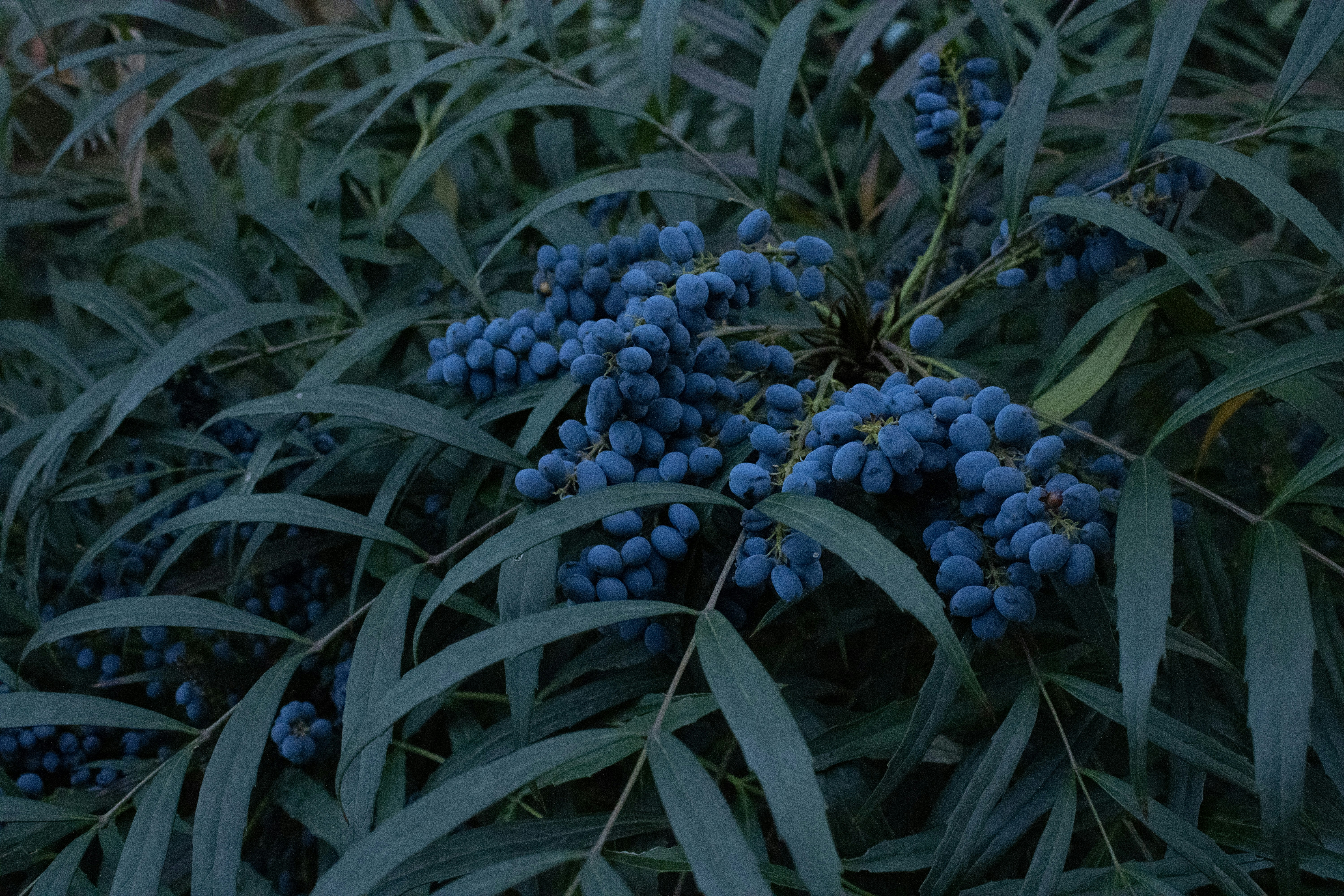 a cluster of berries in a bush at sunset