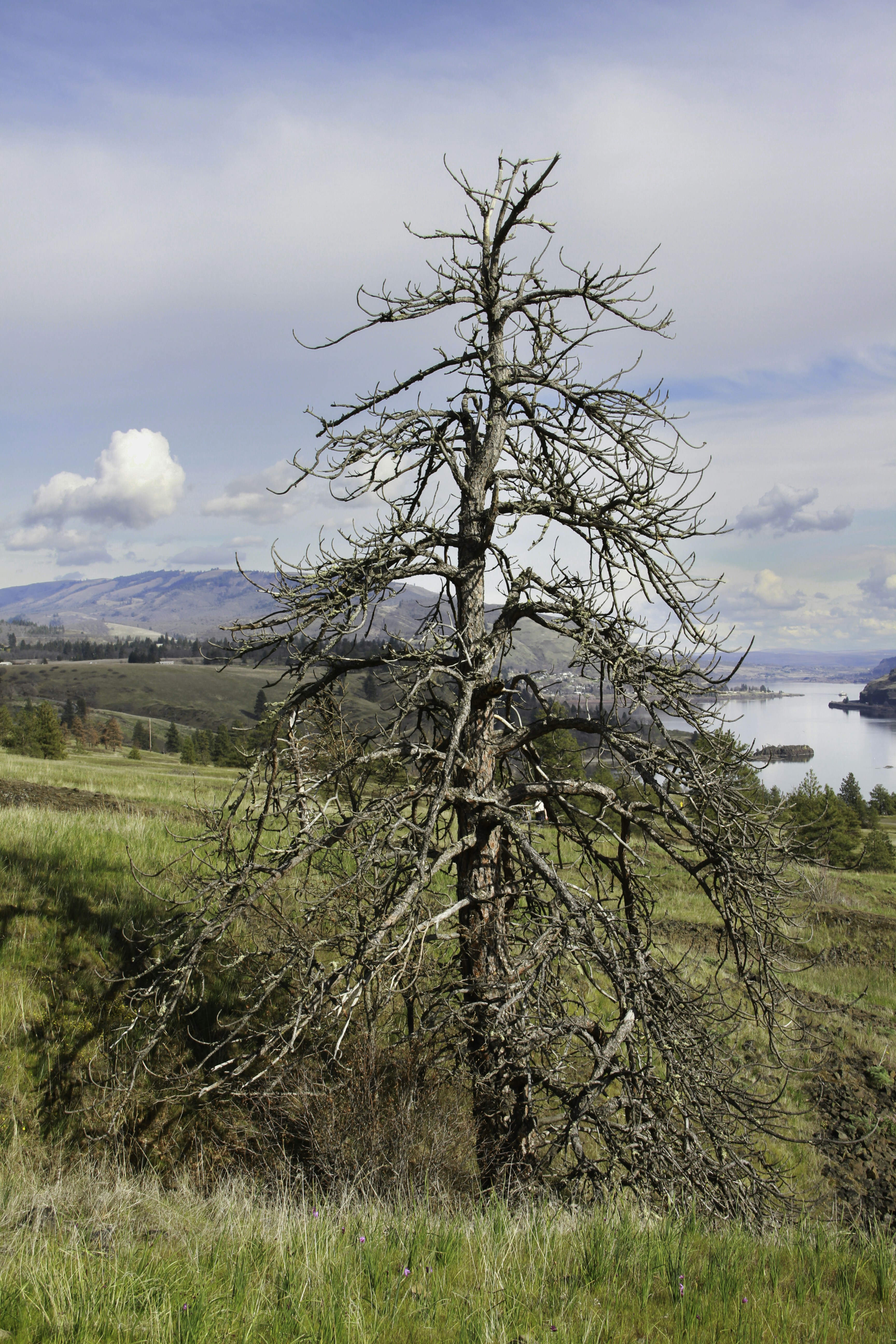 The Silent Sentinel: Weathered Tree Overlooking a Lake Valley