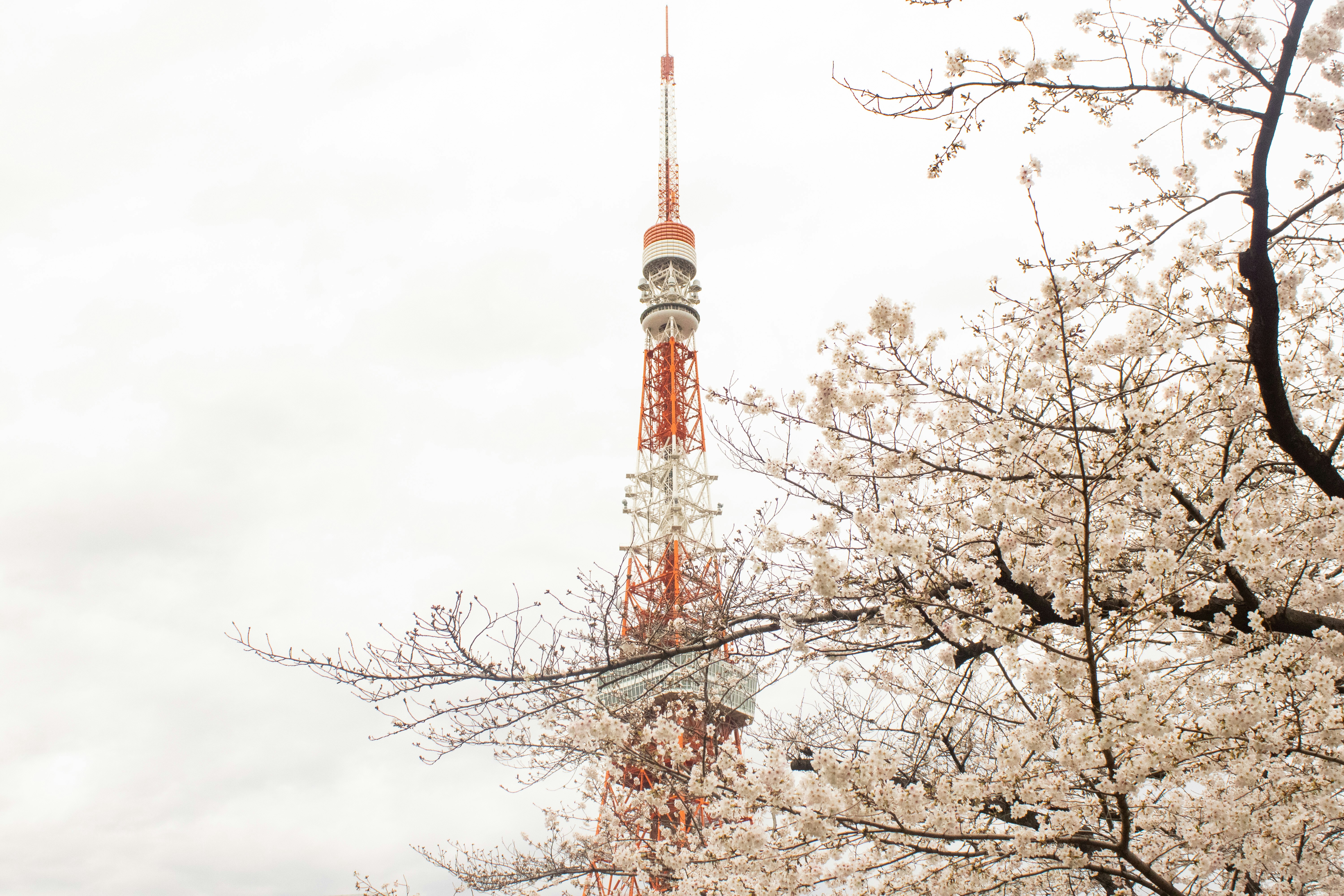 Sakura Veil Over Tokyo Tower: Spring Light Framing an Urban Icon