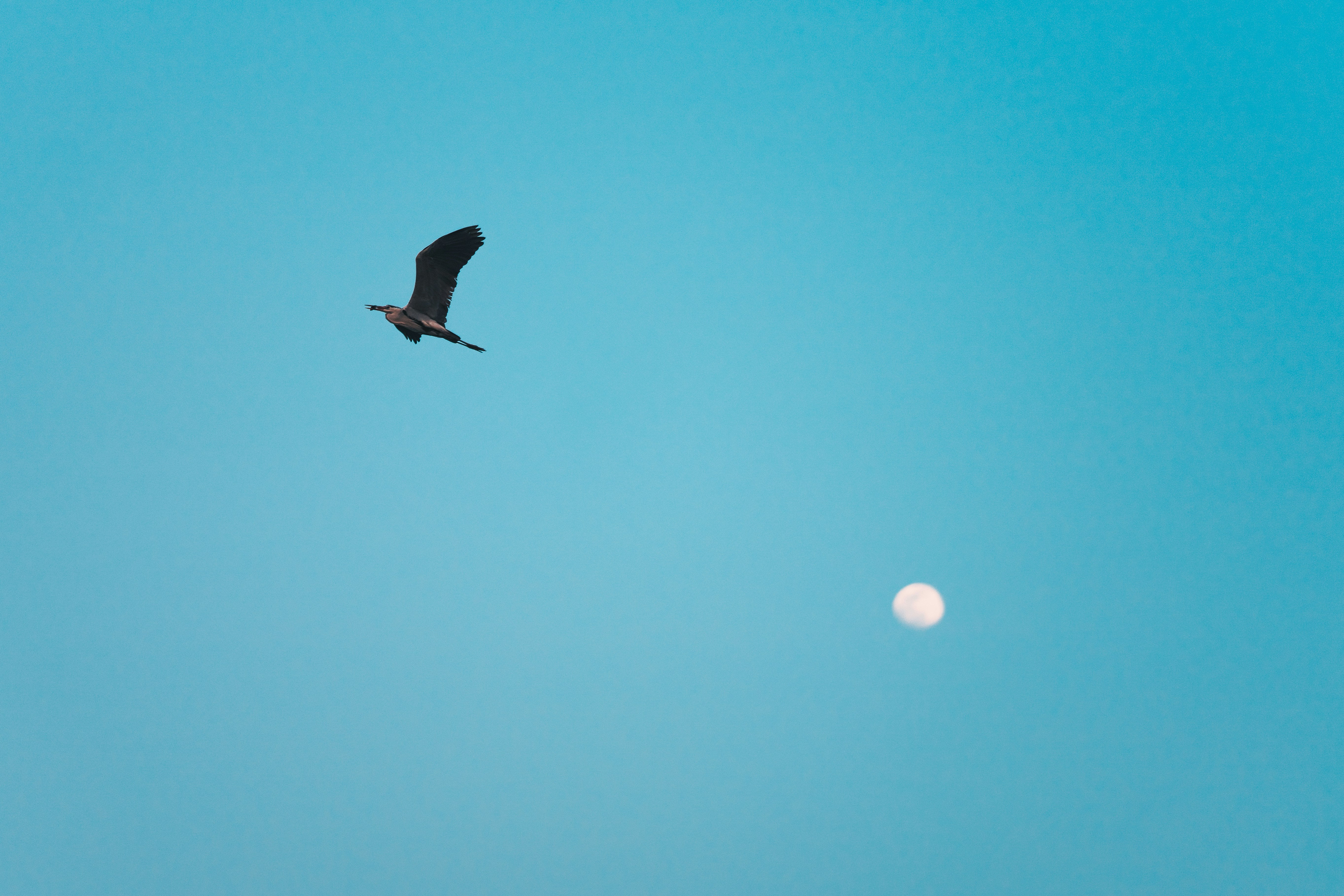 Moonlit Horizon: A Bird Races Across a Cerulean Sky