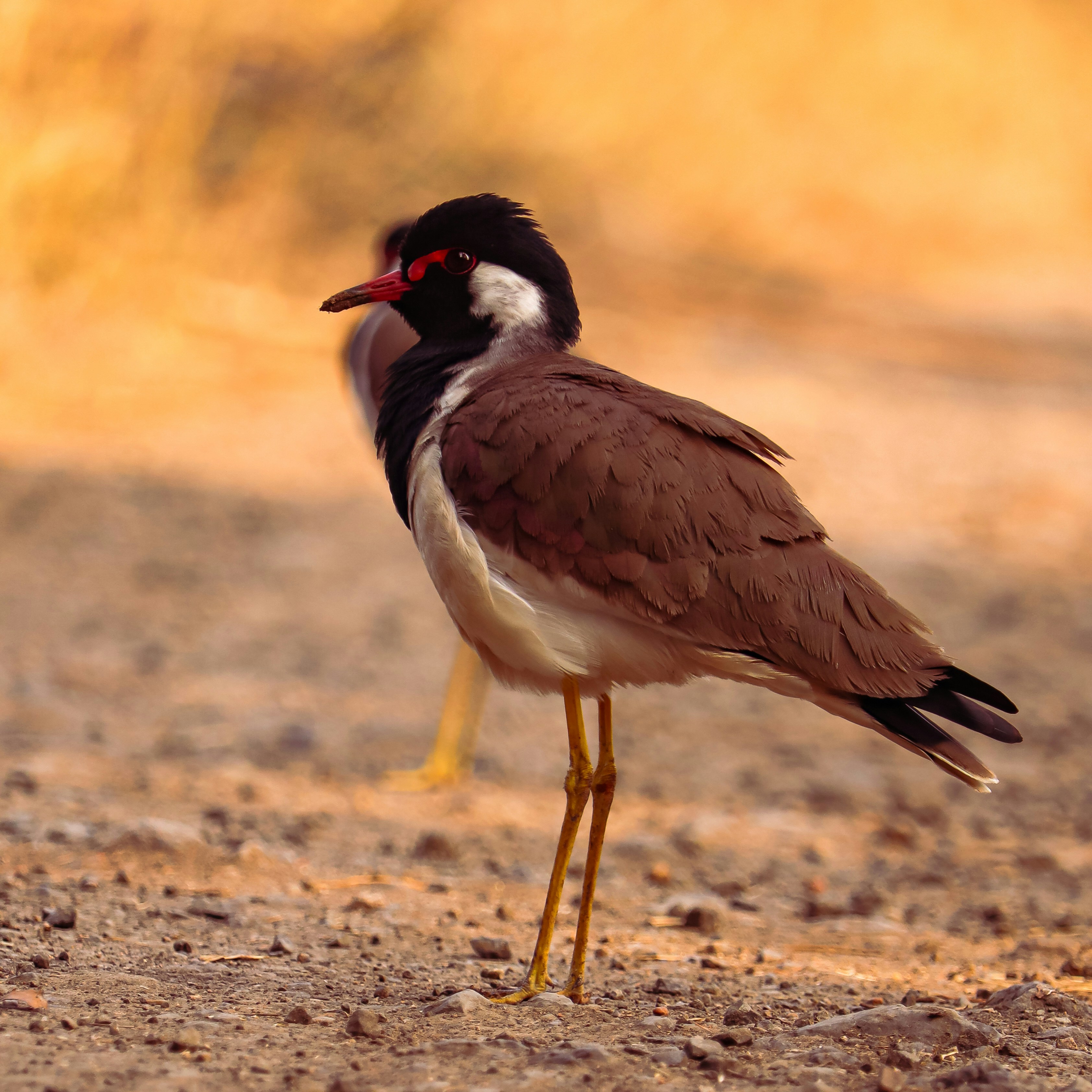 Amber Hour Stride: A Sand-Toned Wading Bird in Focus