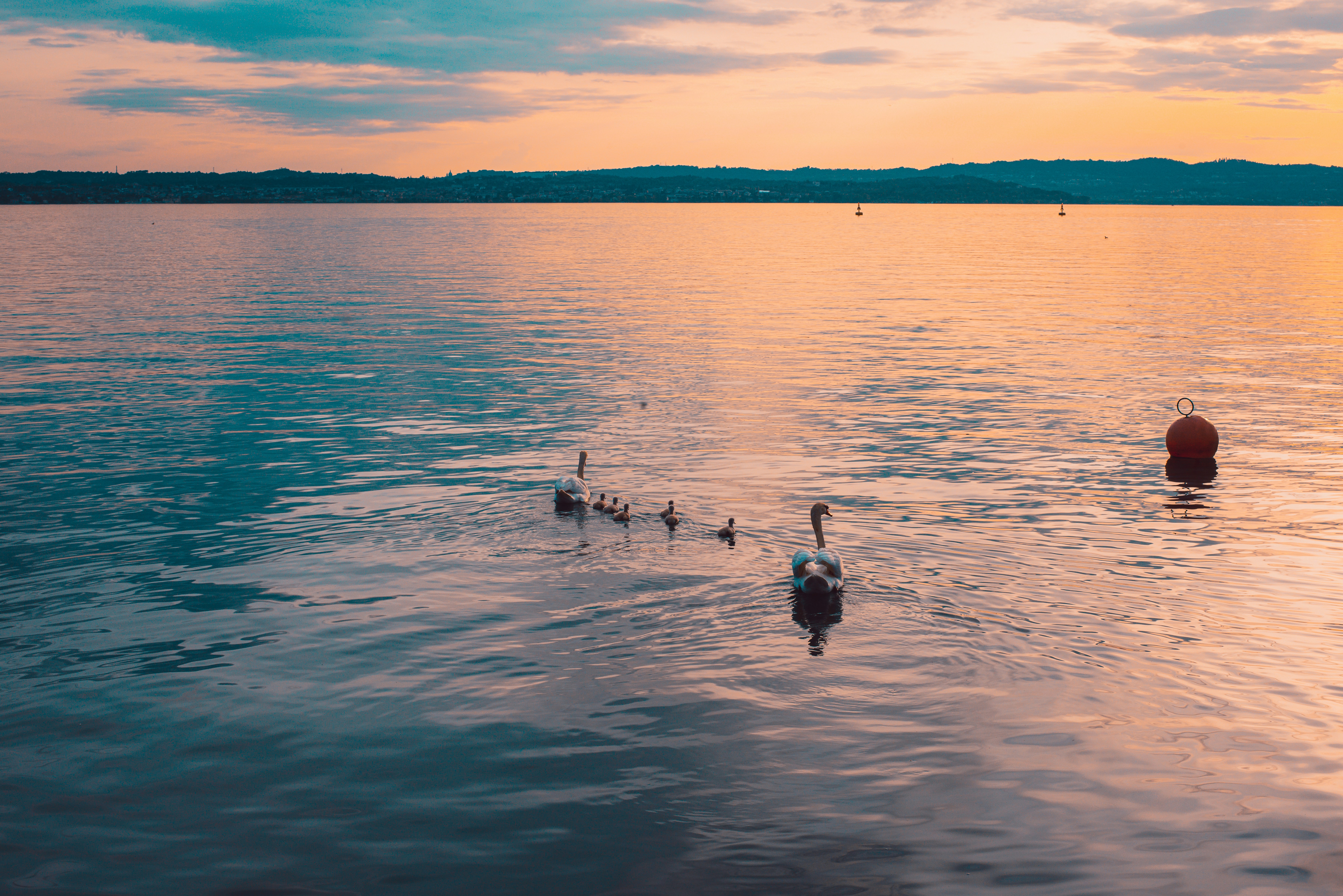 Serenity in Motion: A Family of Swans at Dusk