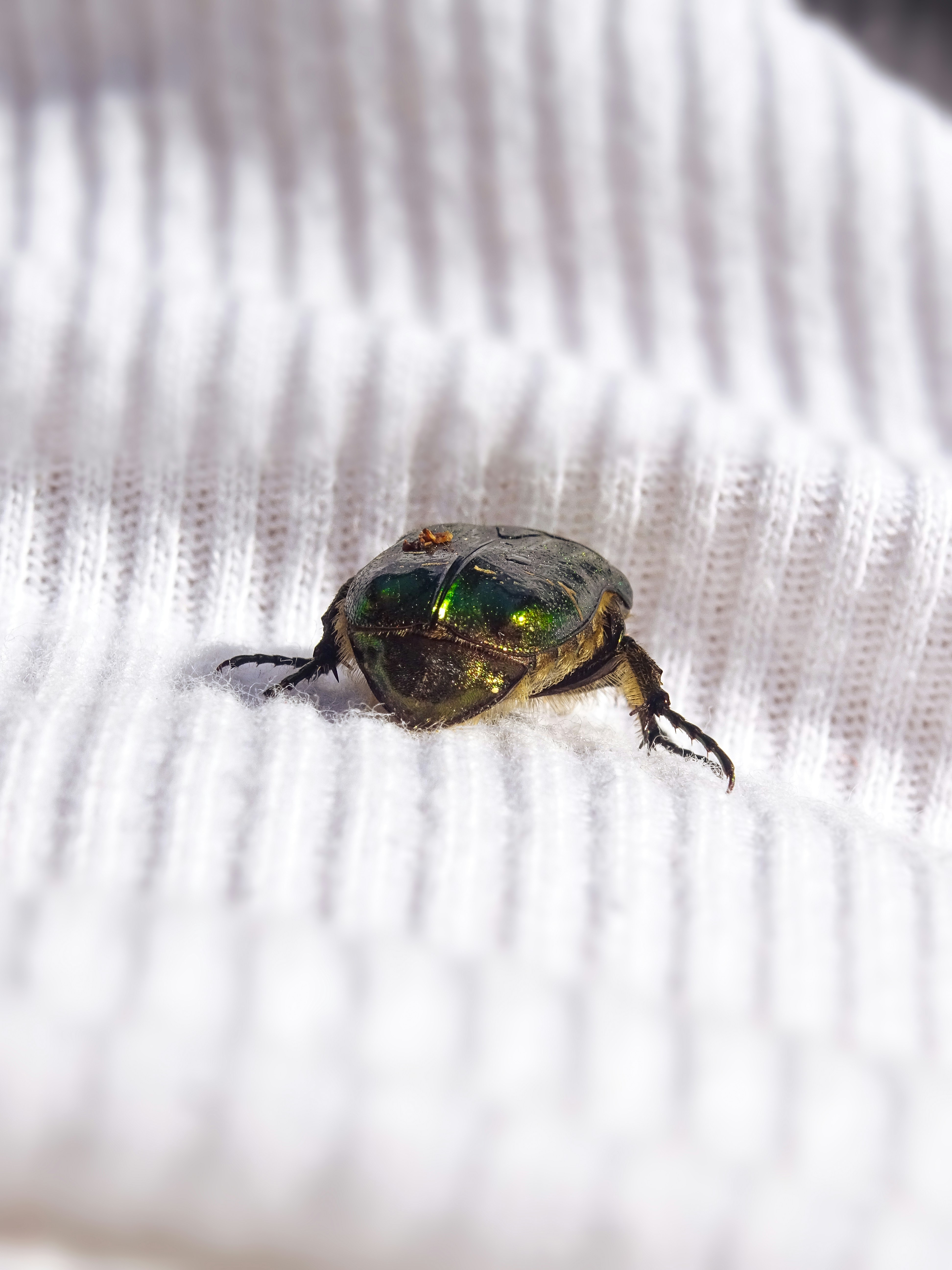 Un insecto verde sentado encima de una manta blanca foto – Imagen de ...