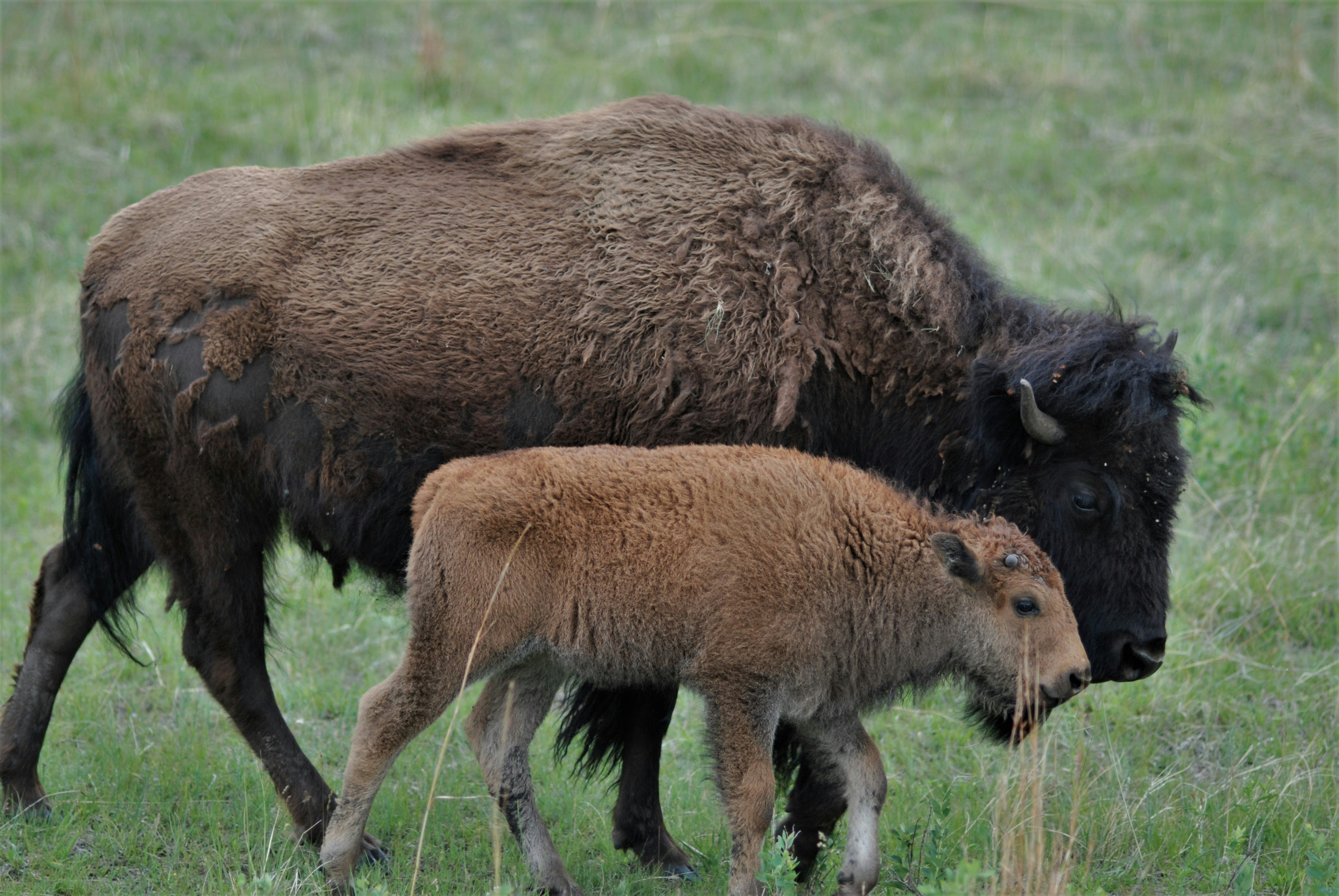 Une mère bison et son bébé paissent dans un champ photo – Image ...