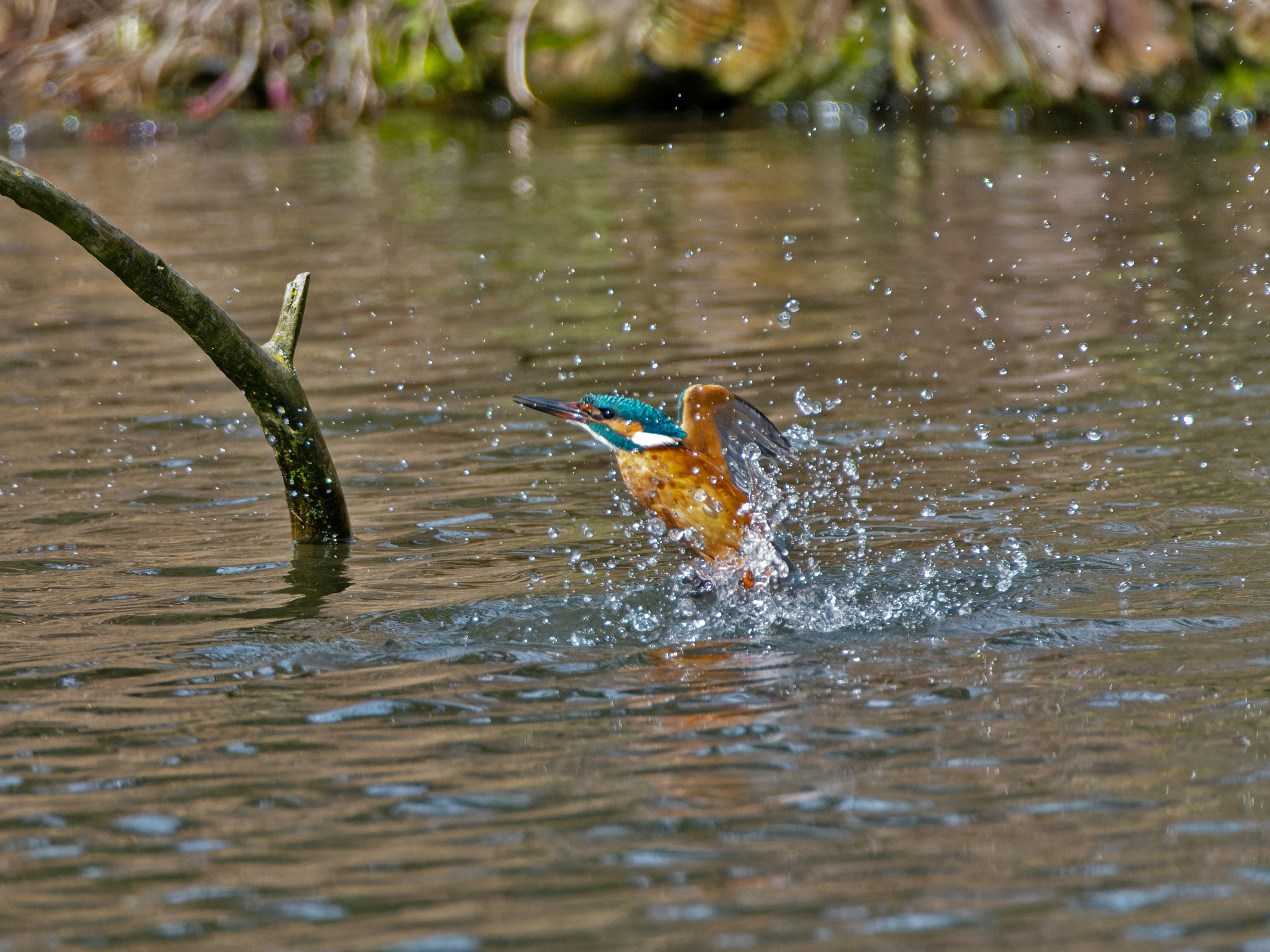 a colorful bird splashes water onto a body of water