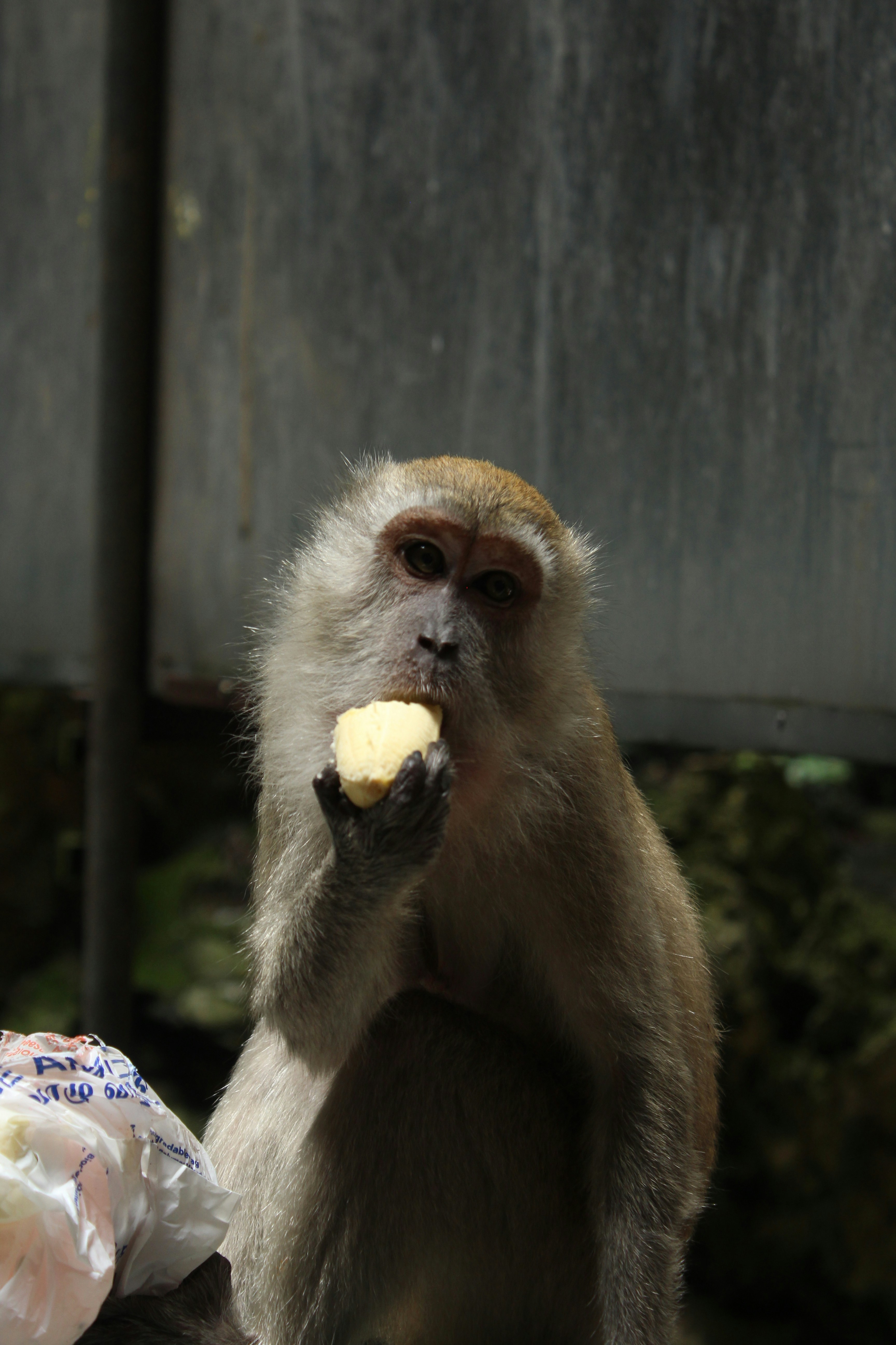 Monkey Pfp Pictures | Download Free Images on Unsplash