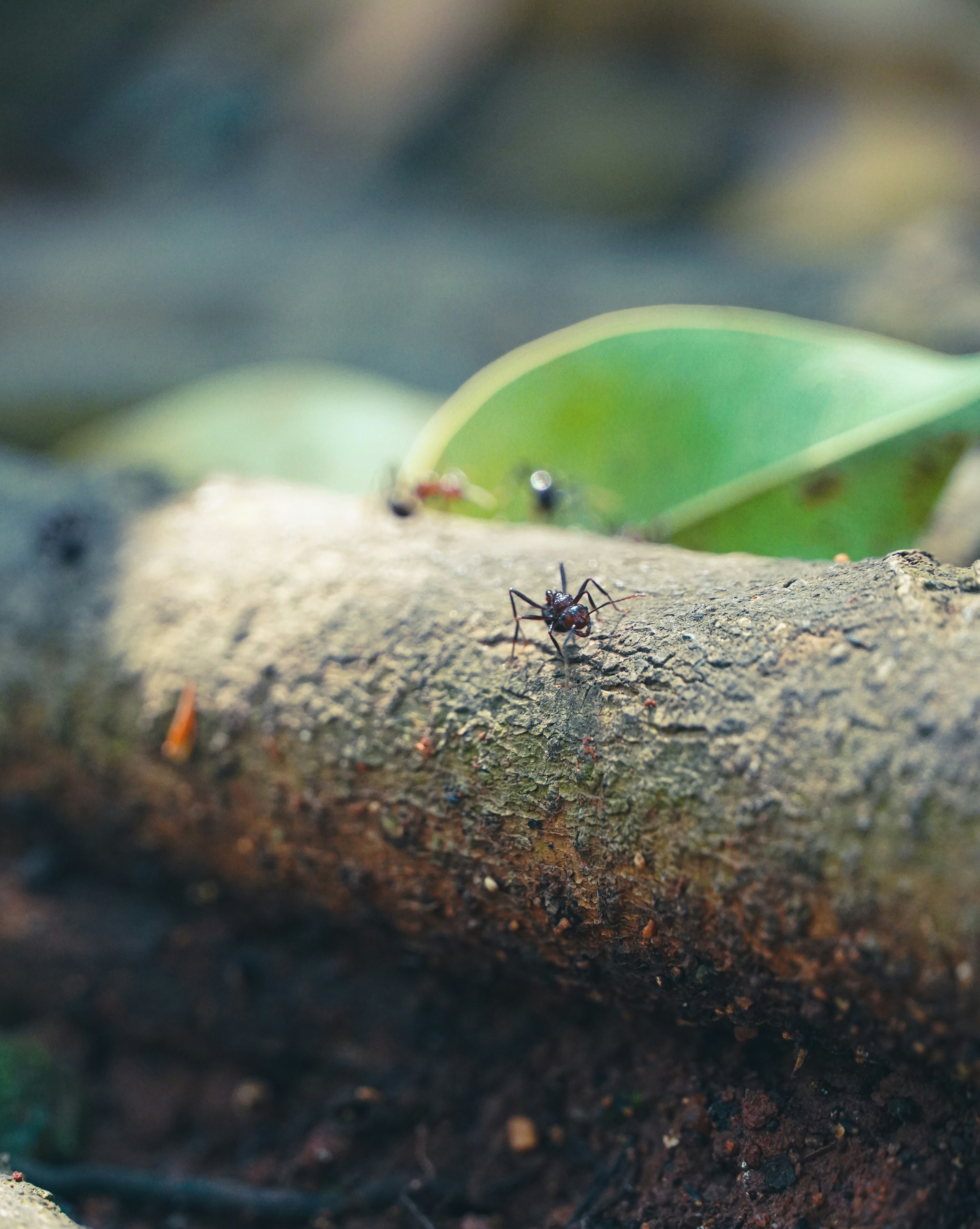 Un petit insecte assis au sommet d’une branche d’arbre photo – Photo ...