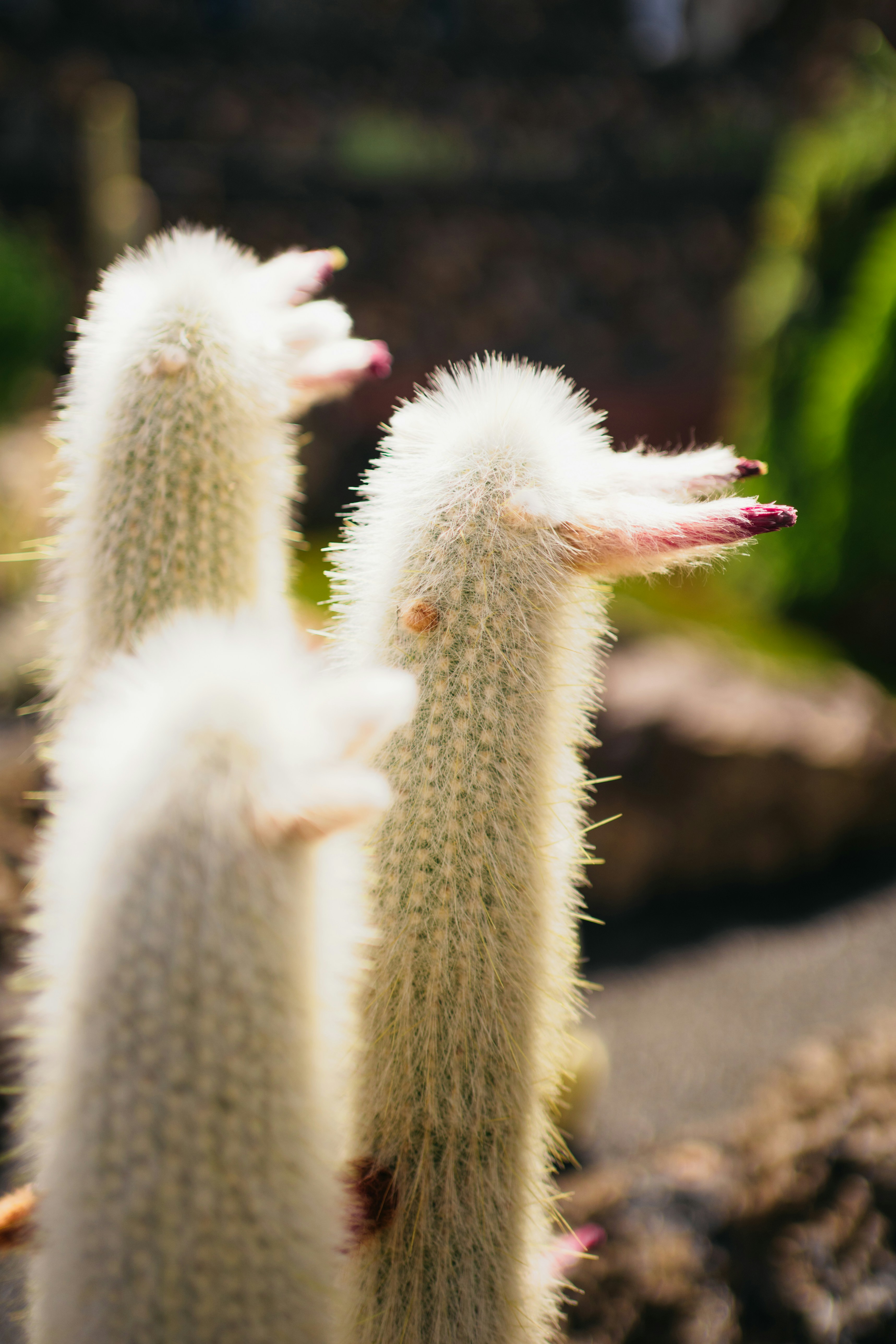 a couple of white cactus plants in a garden