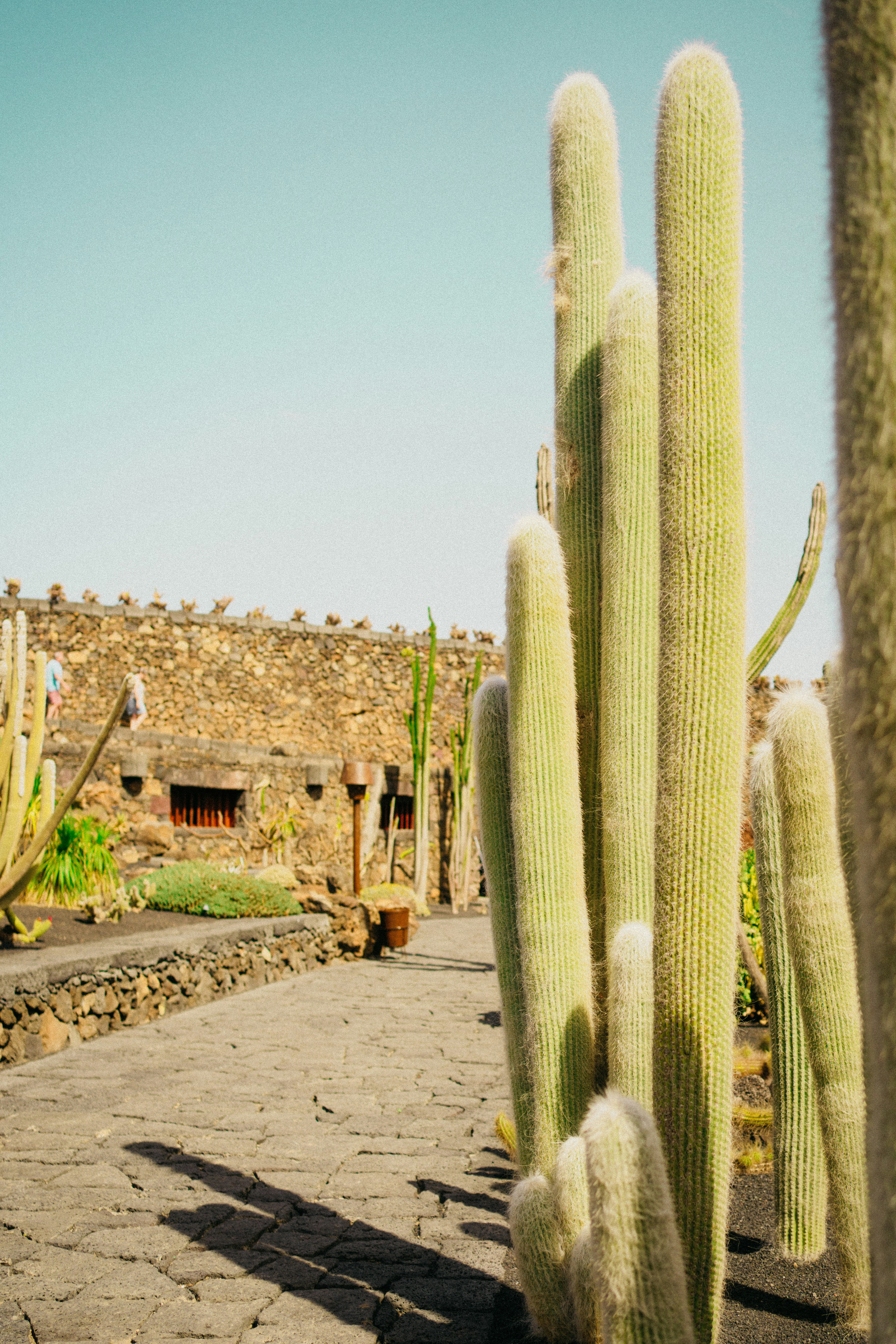 A group of cactus plants sitting on top of a stone walkway photo – Free ...