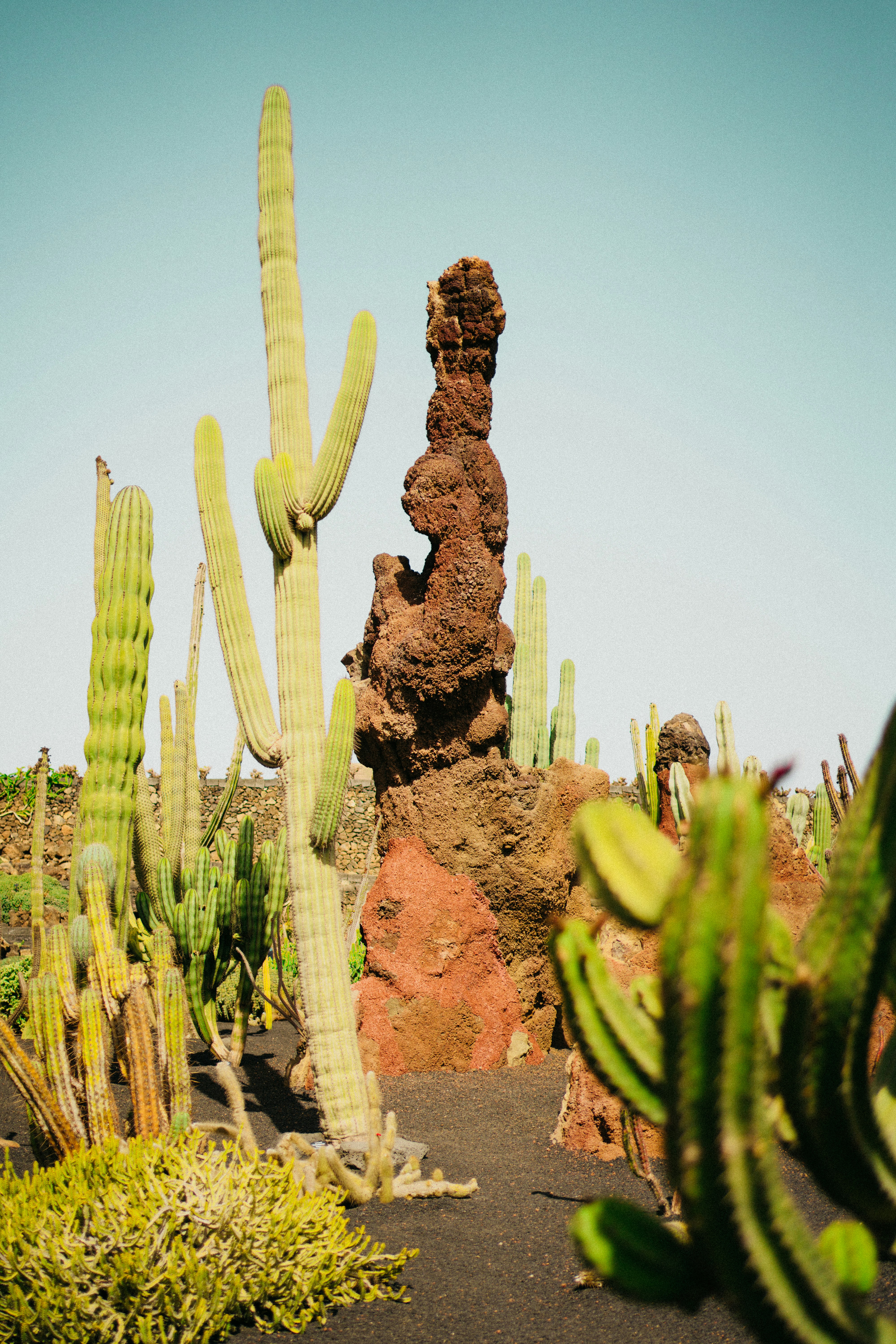 a cactus with a rock formation in the middle of it