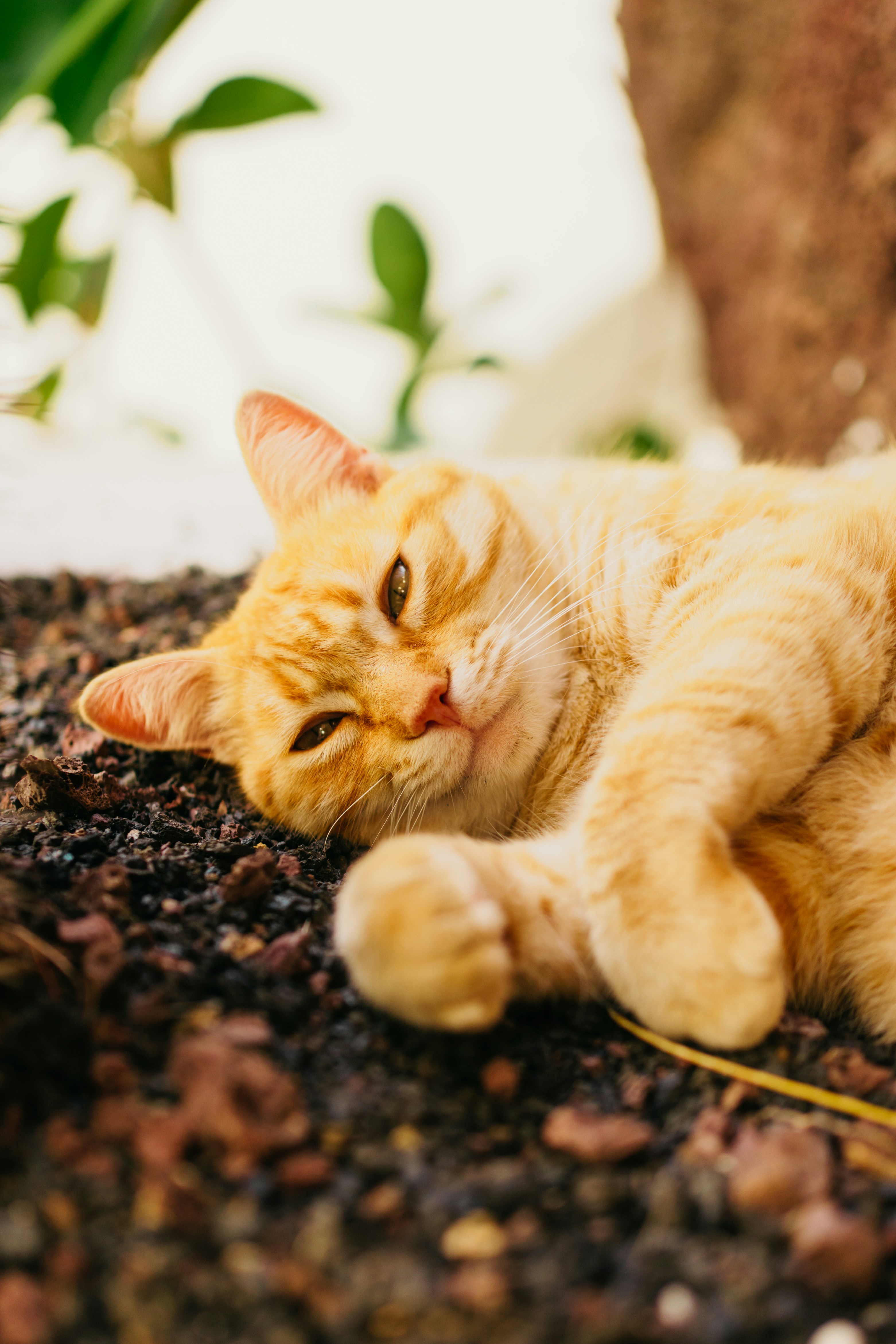 Sunlit Slumber: Ginger Tabby Resting in Garden Mulch