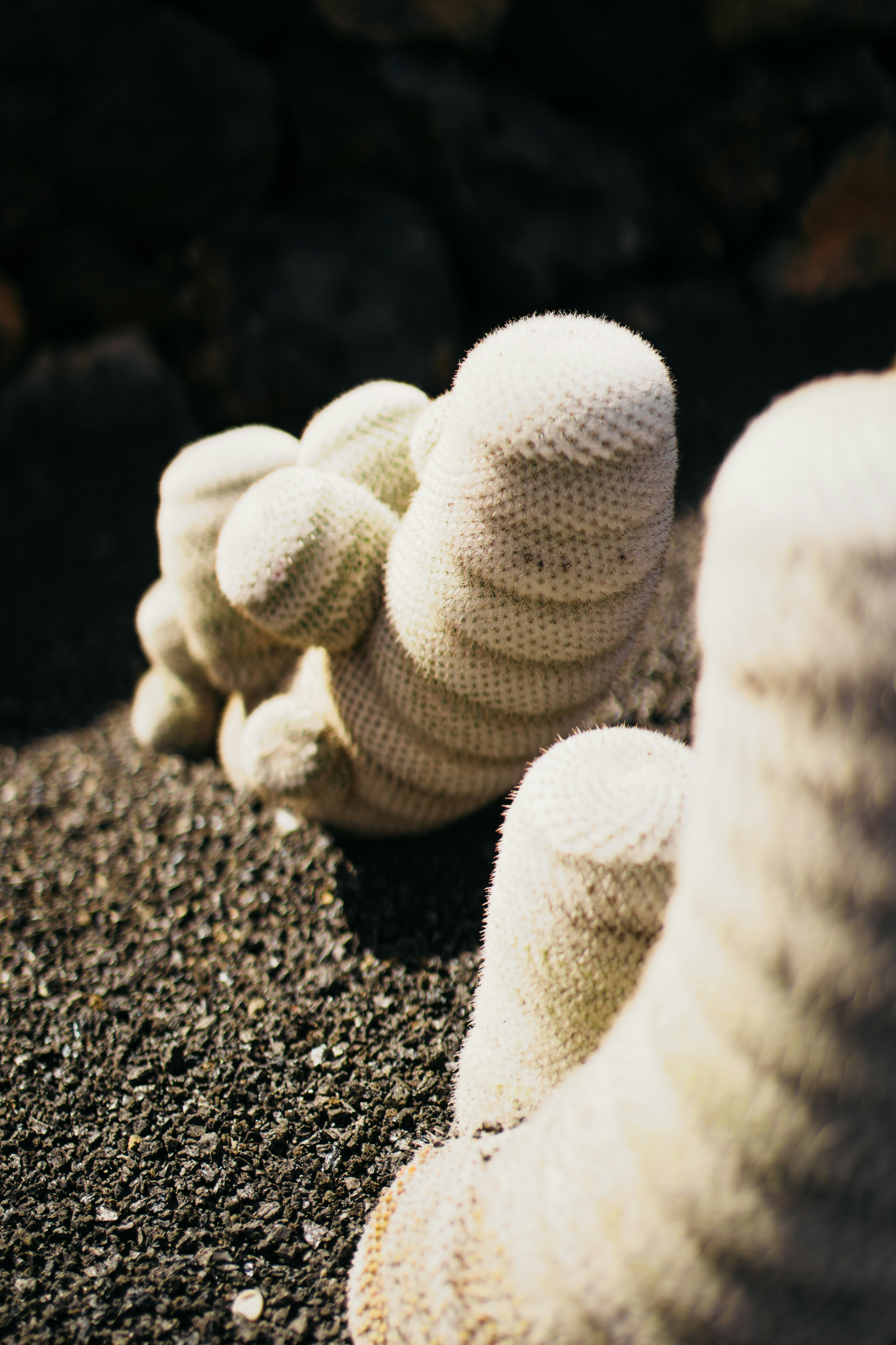 A close up of a group of small white objects photo – Free Lanzarote ...