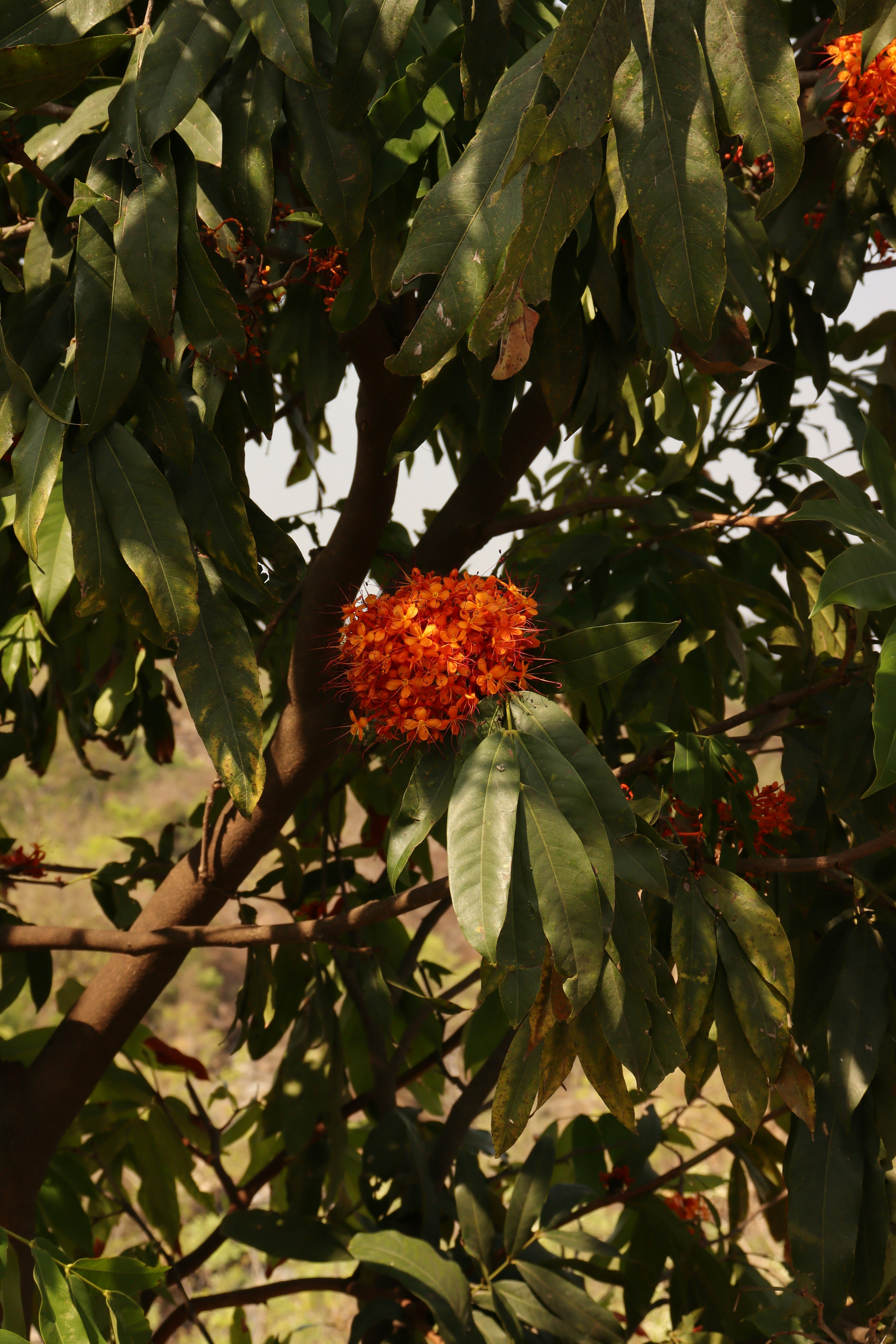 Photo by solomon raj with Canon EOS 200D Mark II