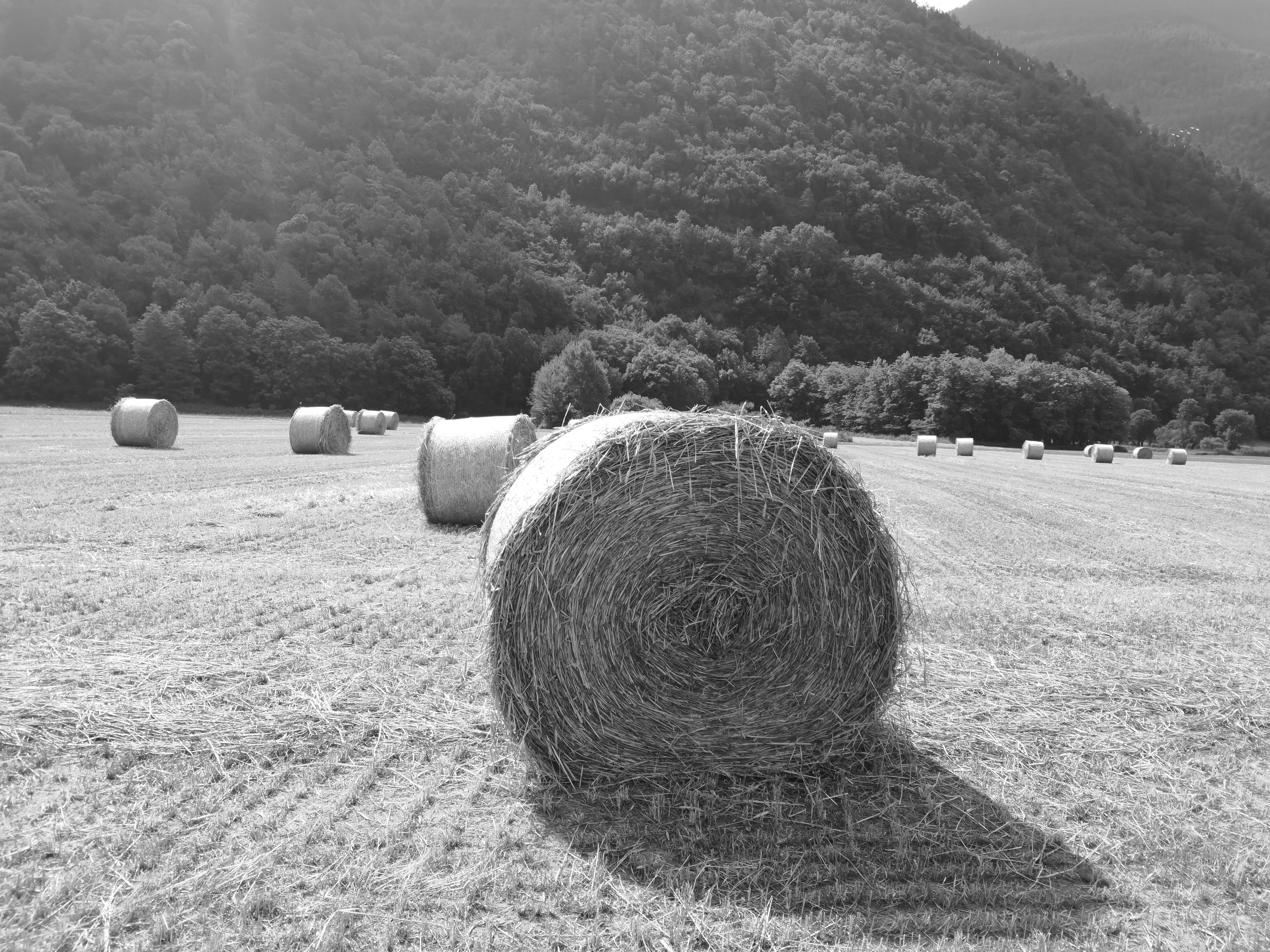 Single large hay bale dominates a field, with smaller bales receding toward the hillside in a grayscale photograph.