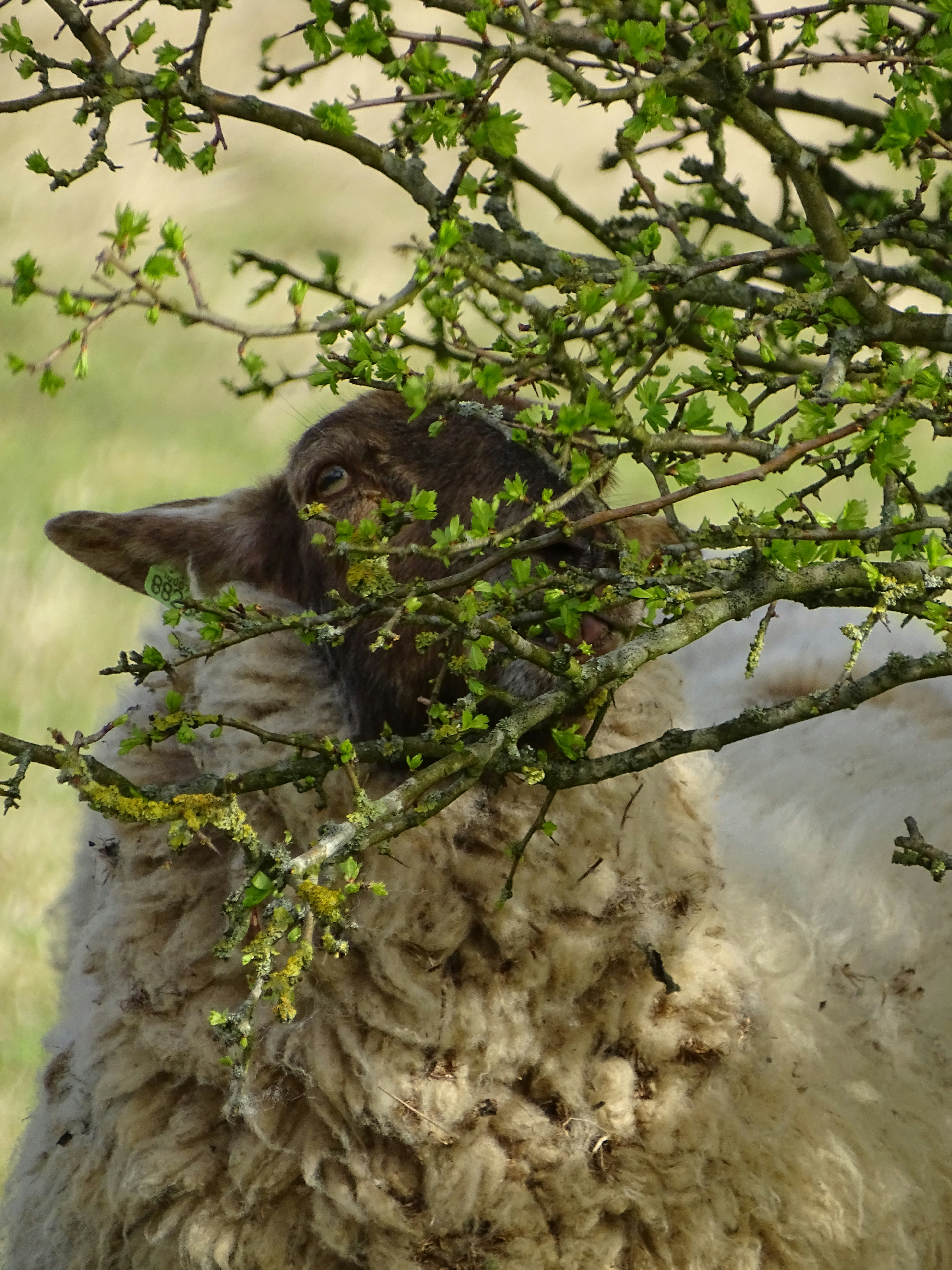 a close up of a sheep eating leaves from a tree