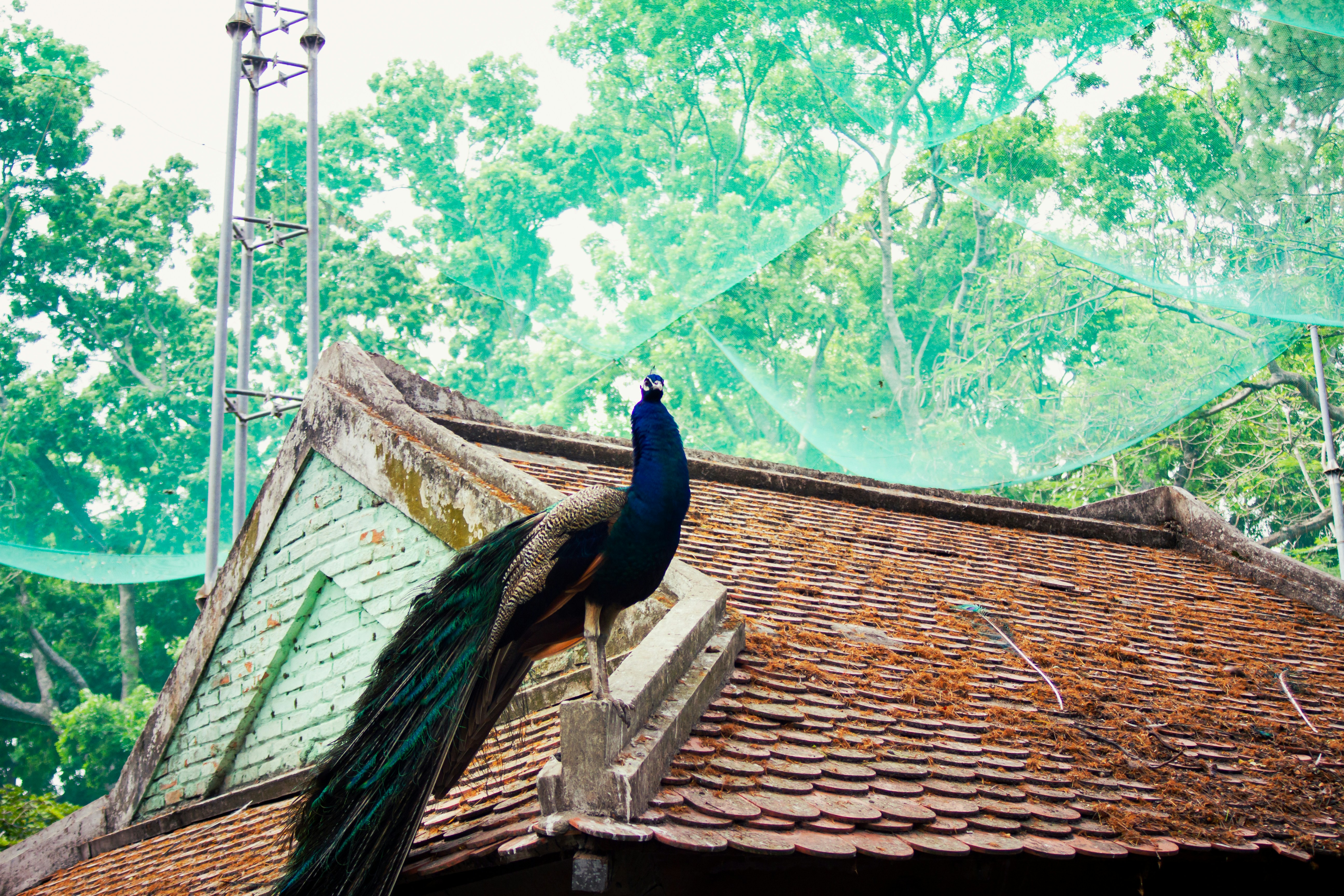 Peacock on Tile Roof: A Quiet, Colorful Pause in a Green Clearing