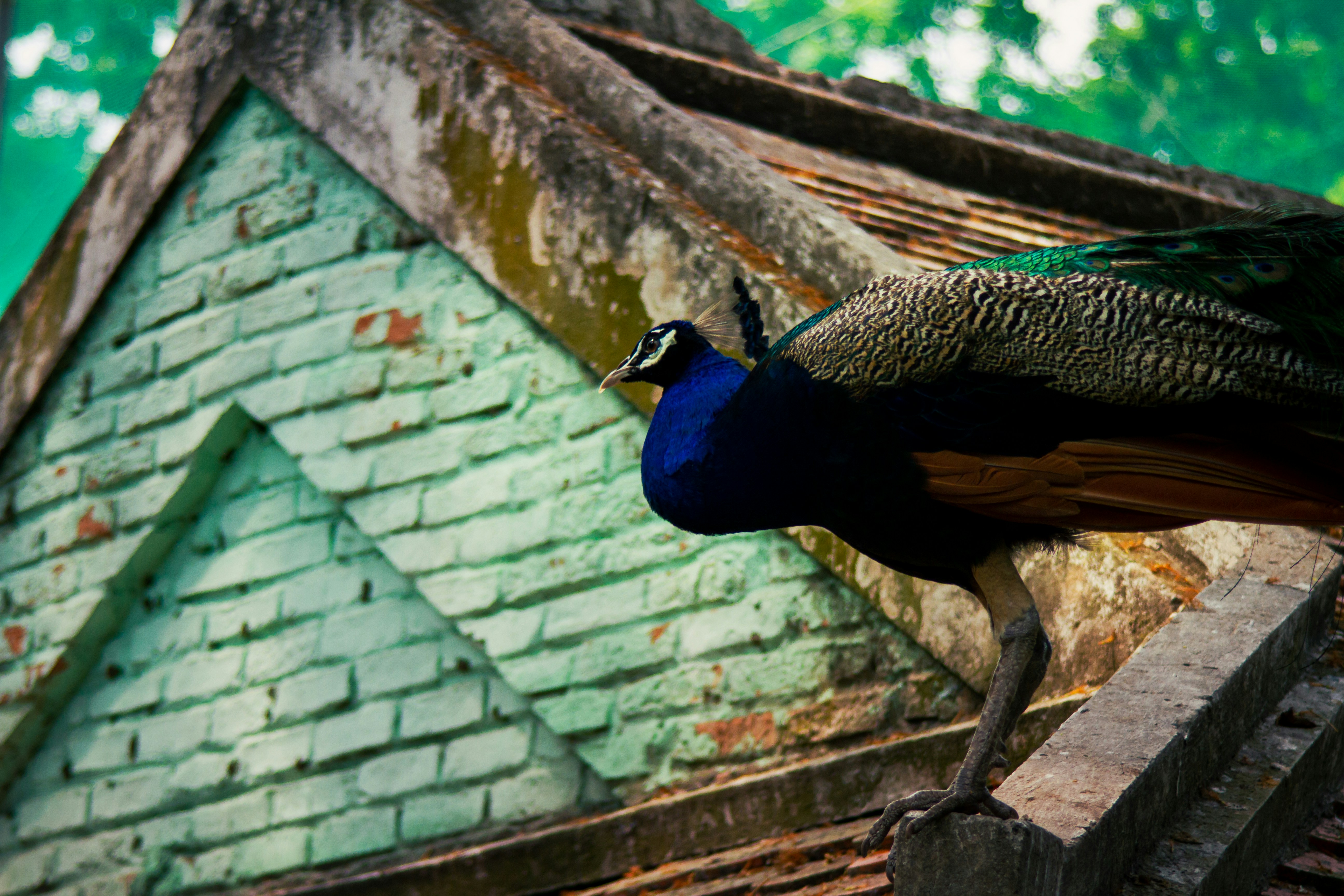 Emerald Crest on a Weathered Roof