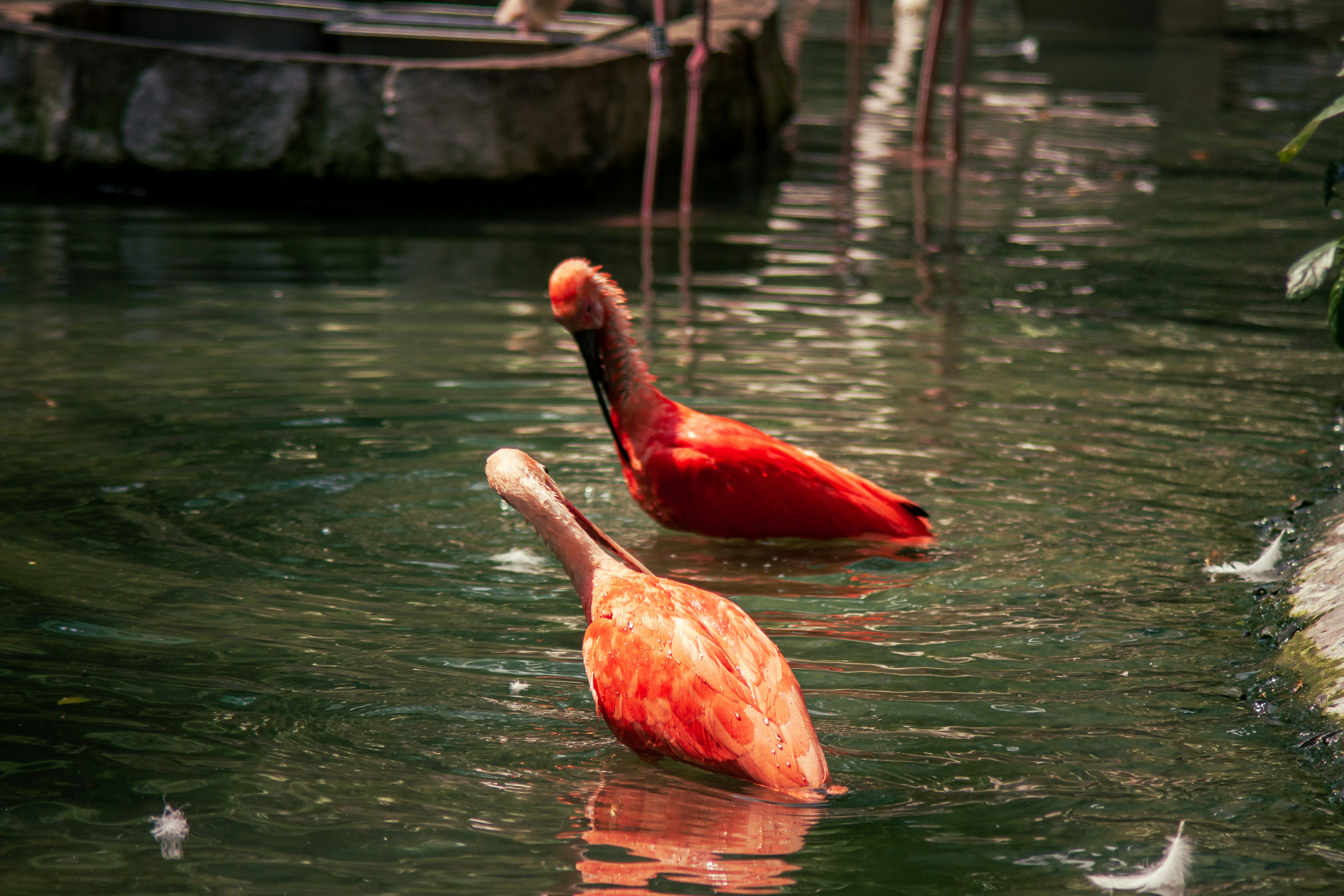 Un couple d’oiseaux rouges flottant au-dessus d’un lac photo – Photo ...