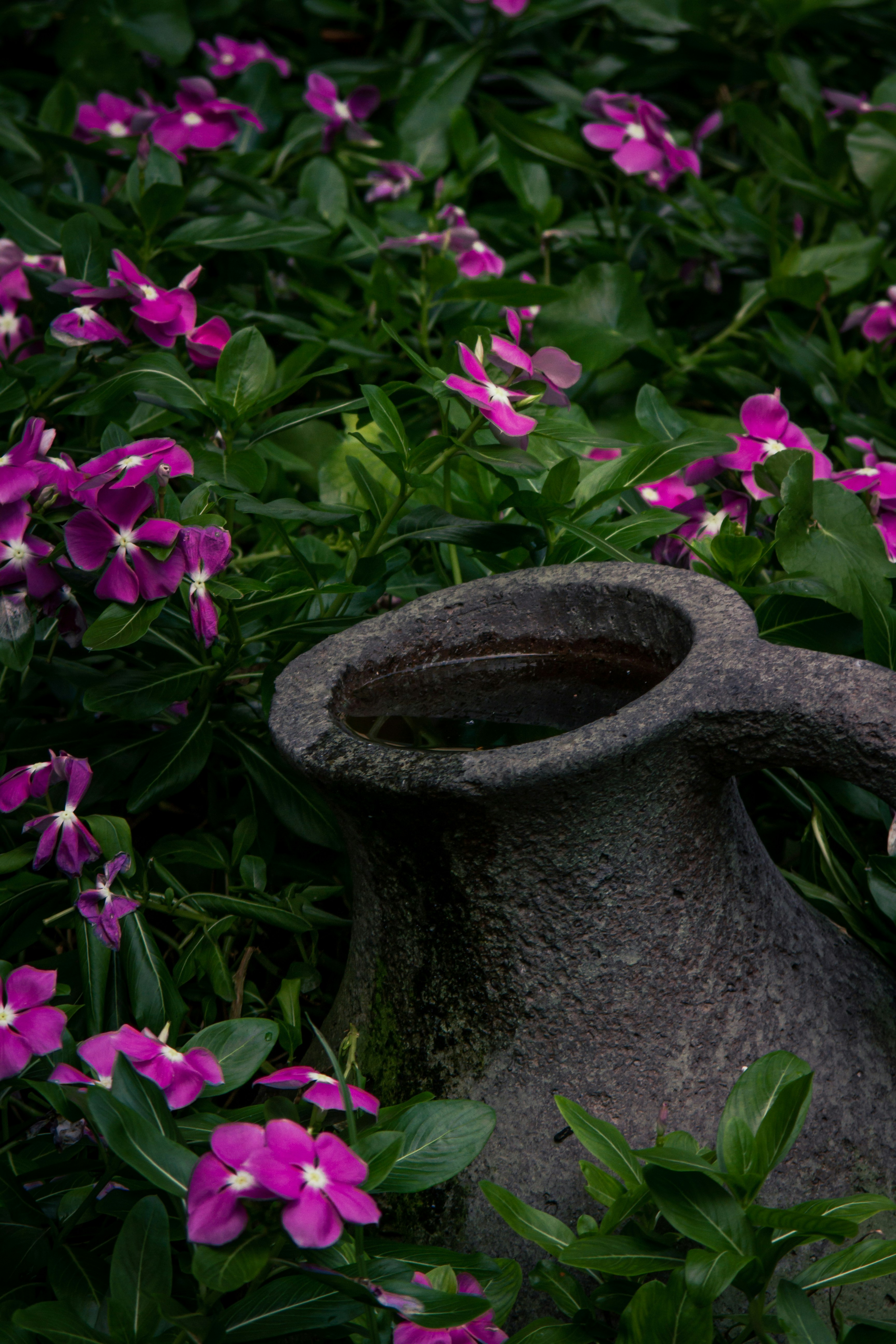 Weathered Clay Vessel Nestled Among Magenta Vinca Blooms