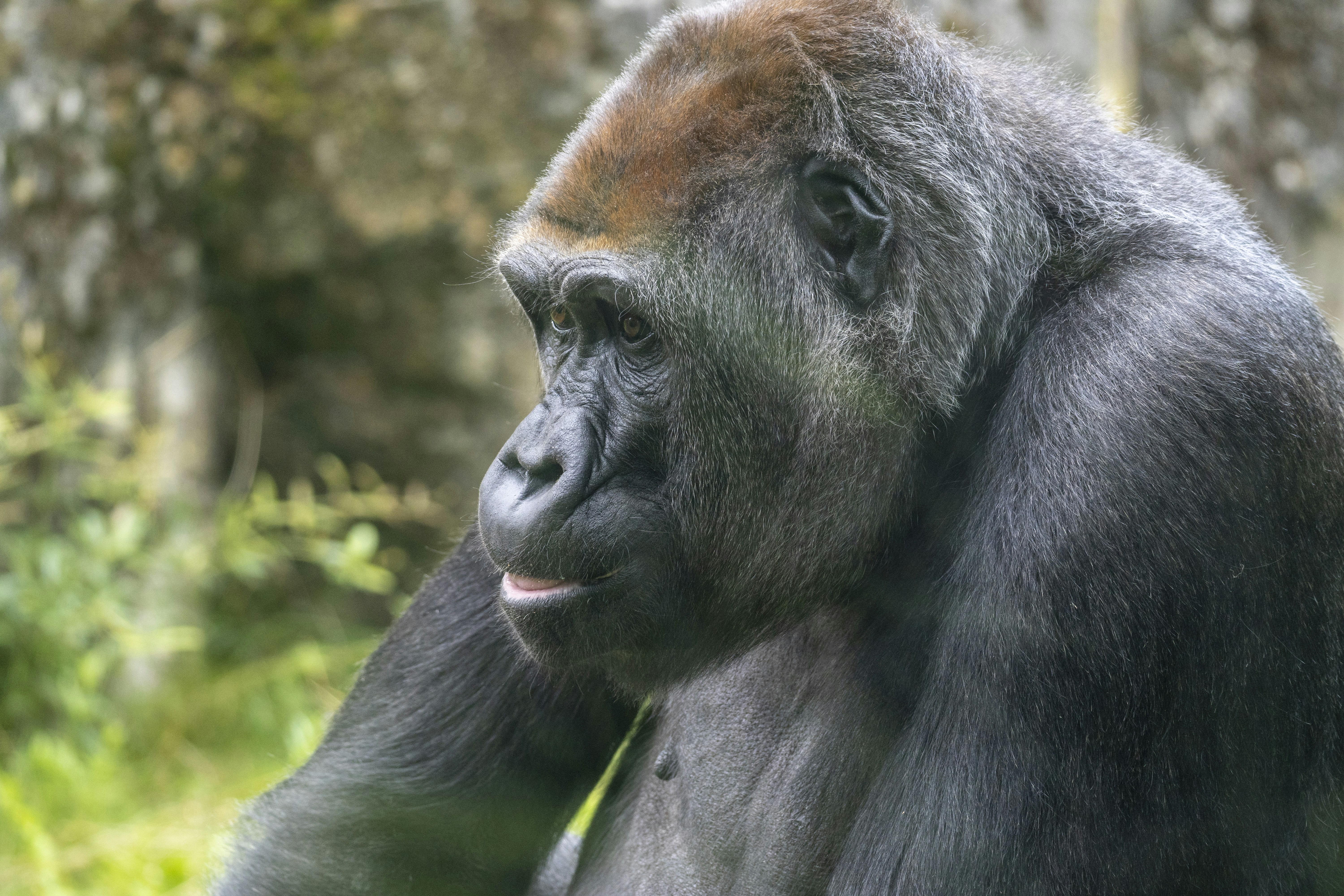 Silent Gaze: A Silverback Watches the Forest Edge