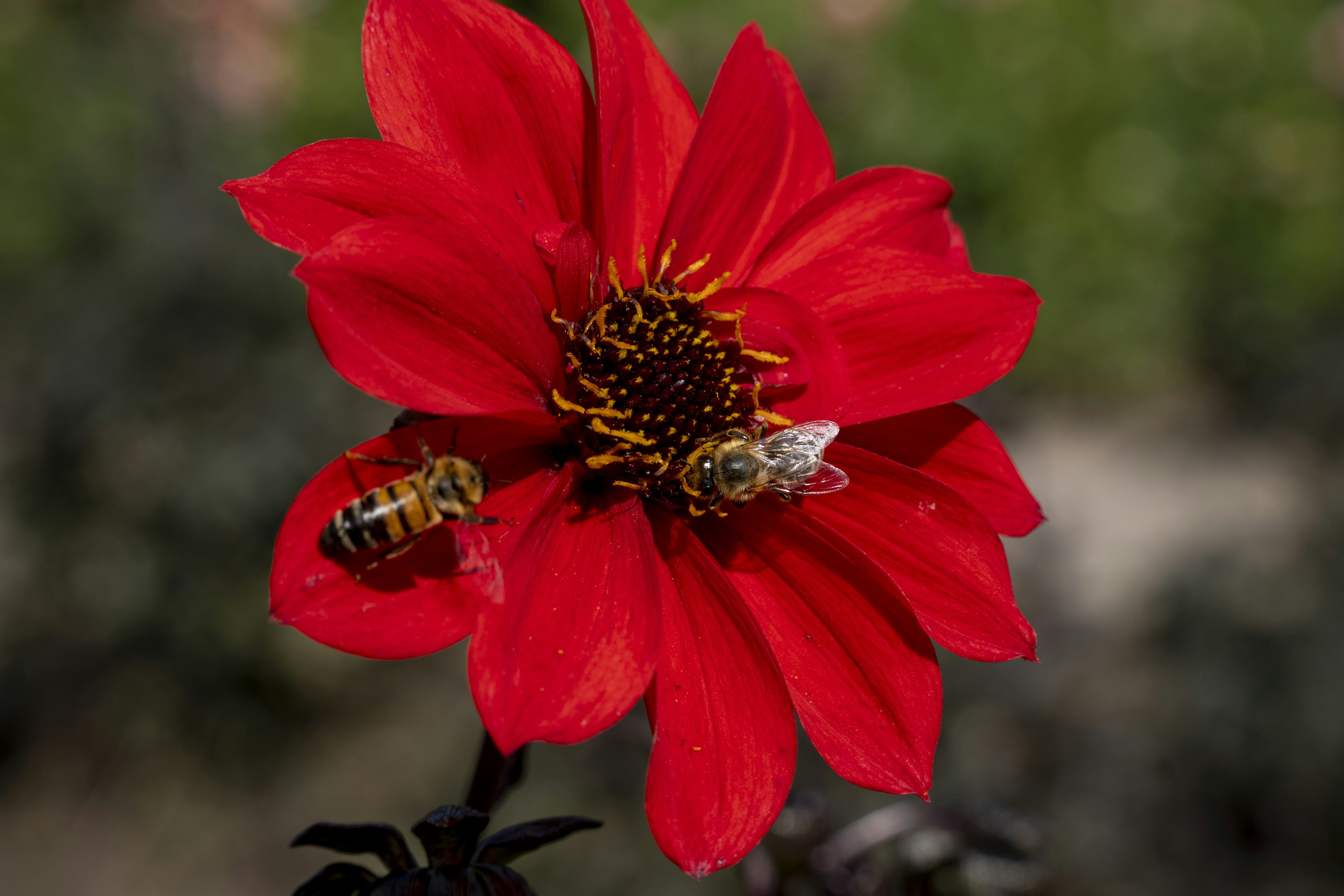 a red flower with two bees on it