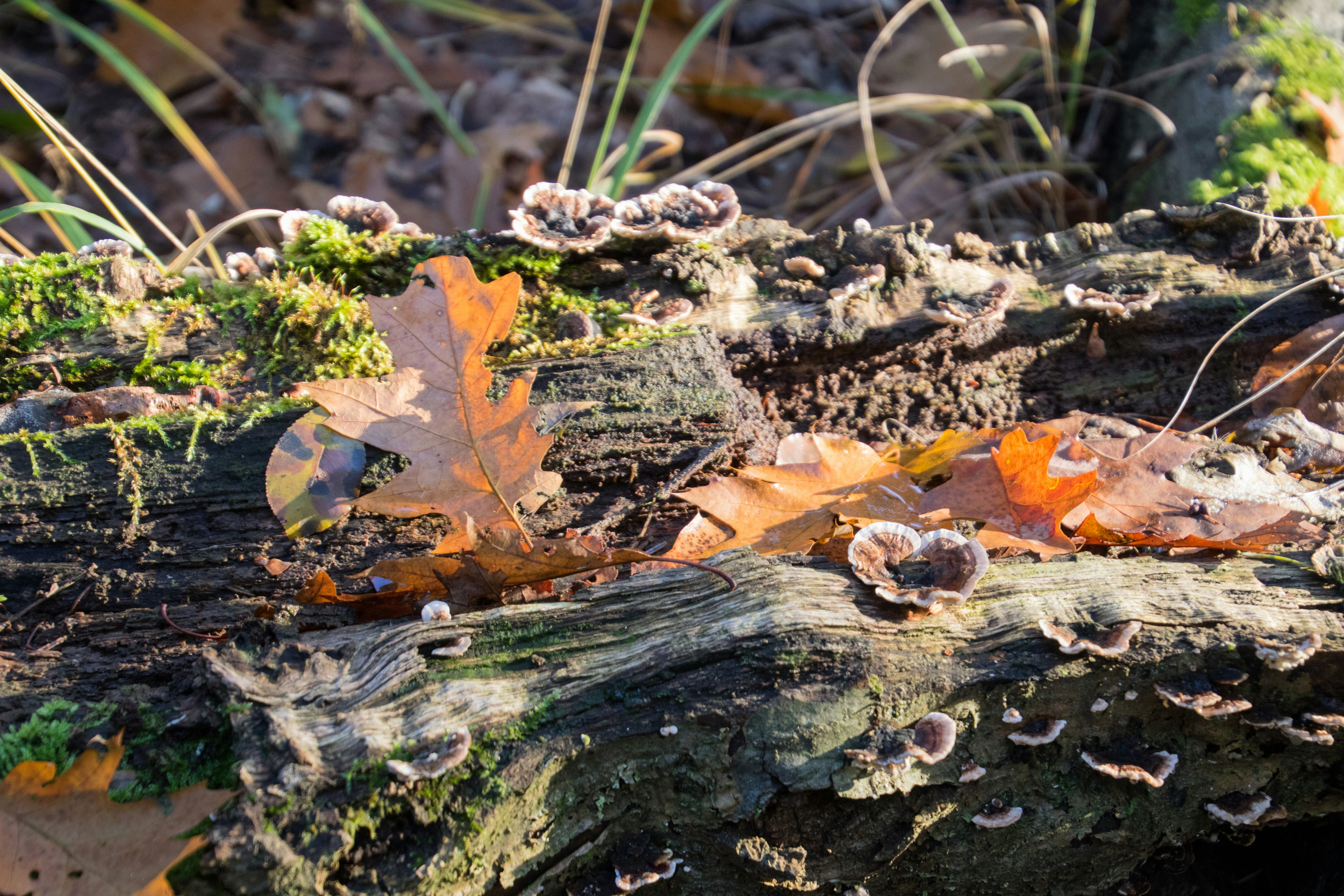 a close up of a fallen leaf on a log