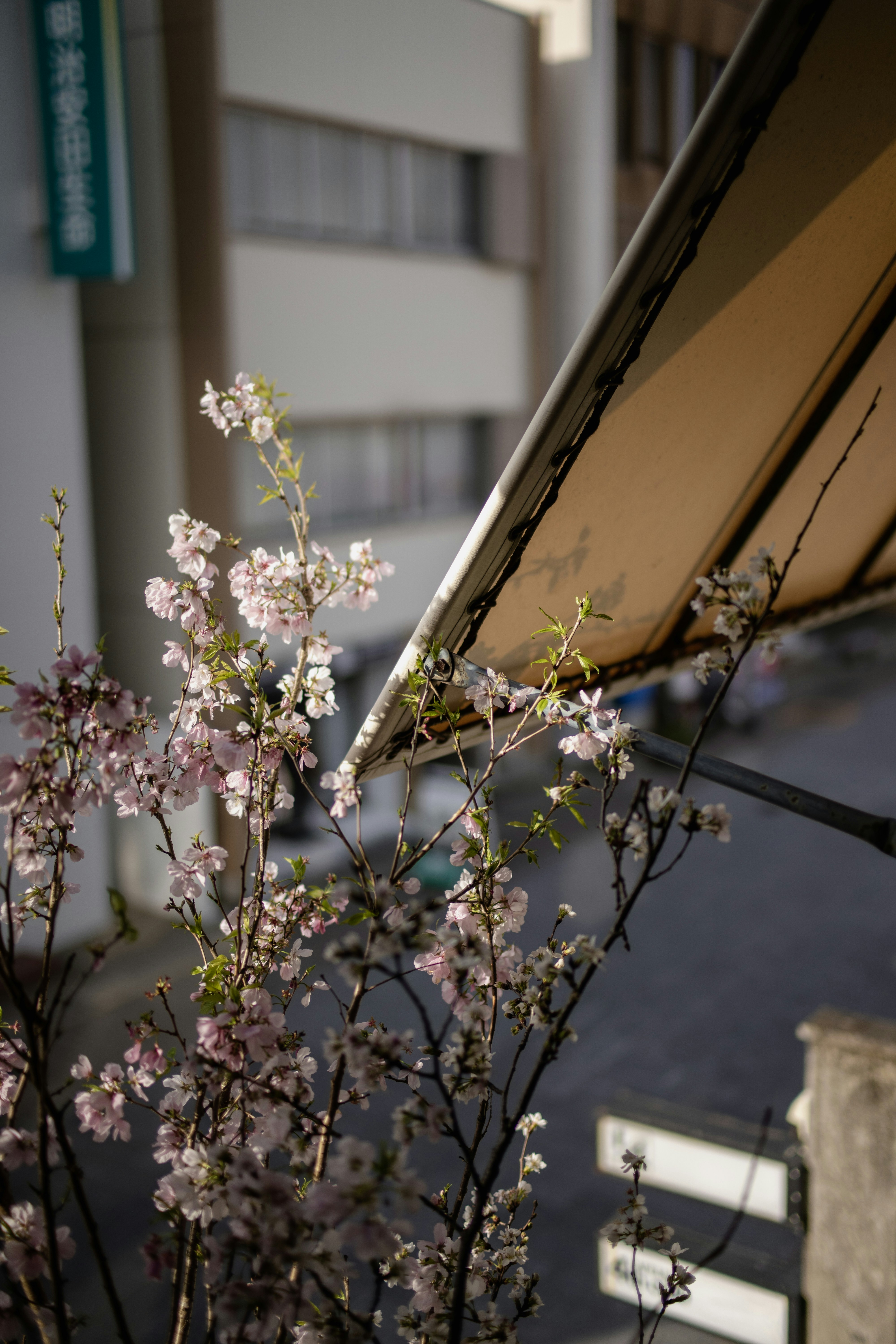 Urban Sakura: Delicate Blooms Framing a Sunlit Alley