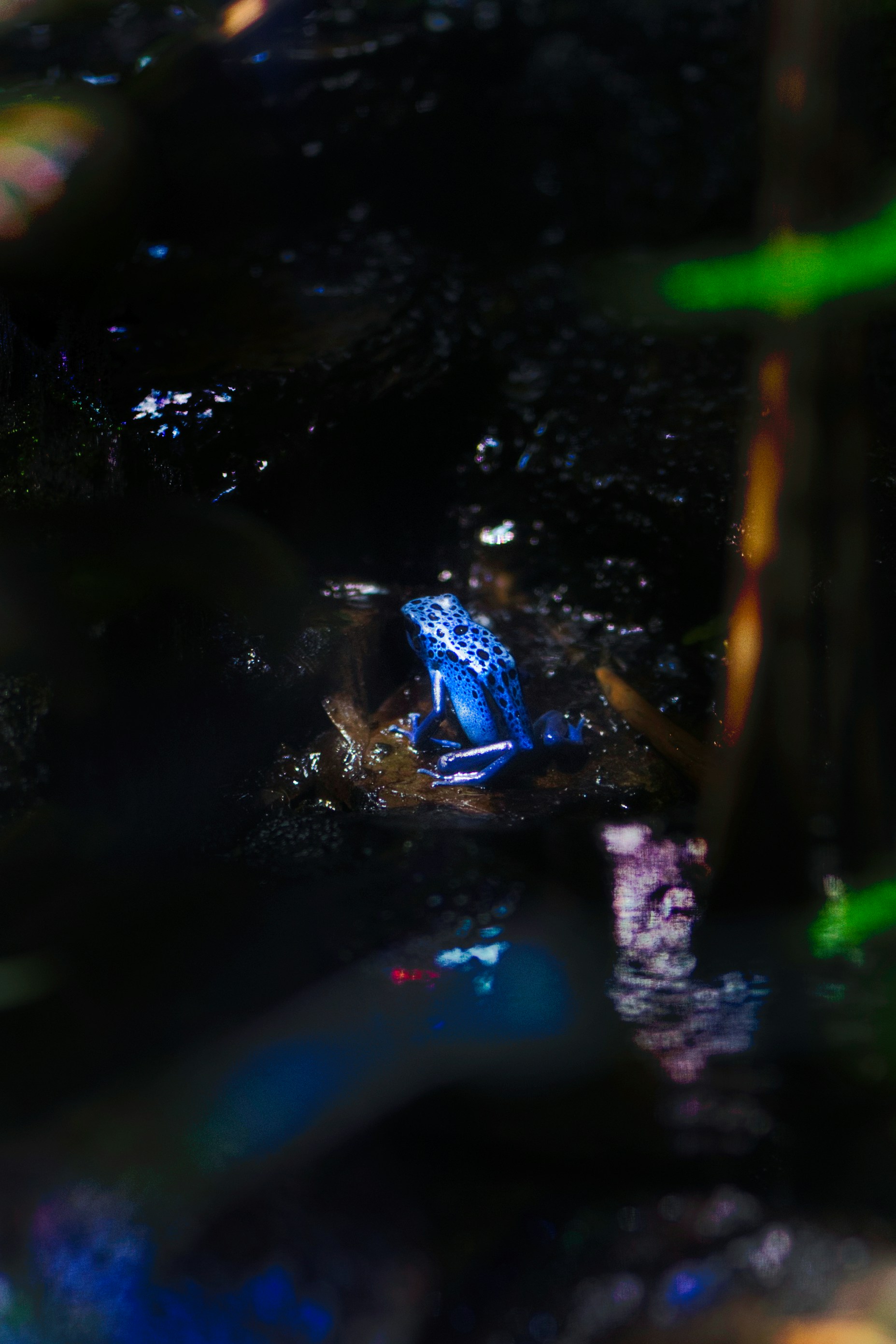 A blue frog sitting on top of a black surface photo – Free Water Image ...