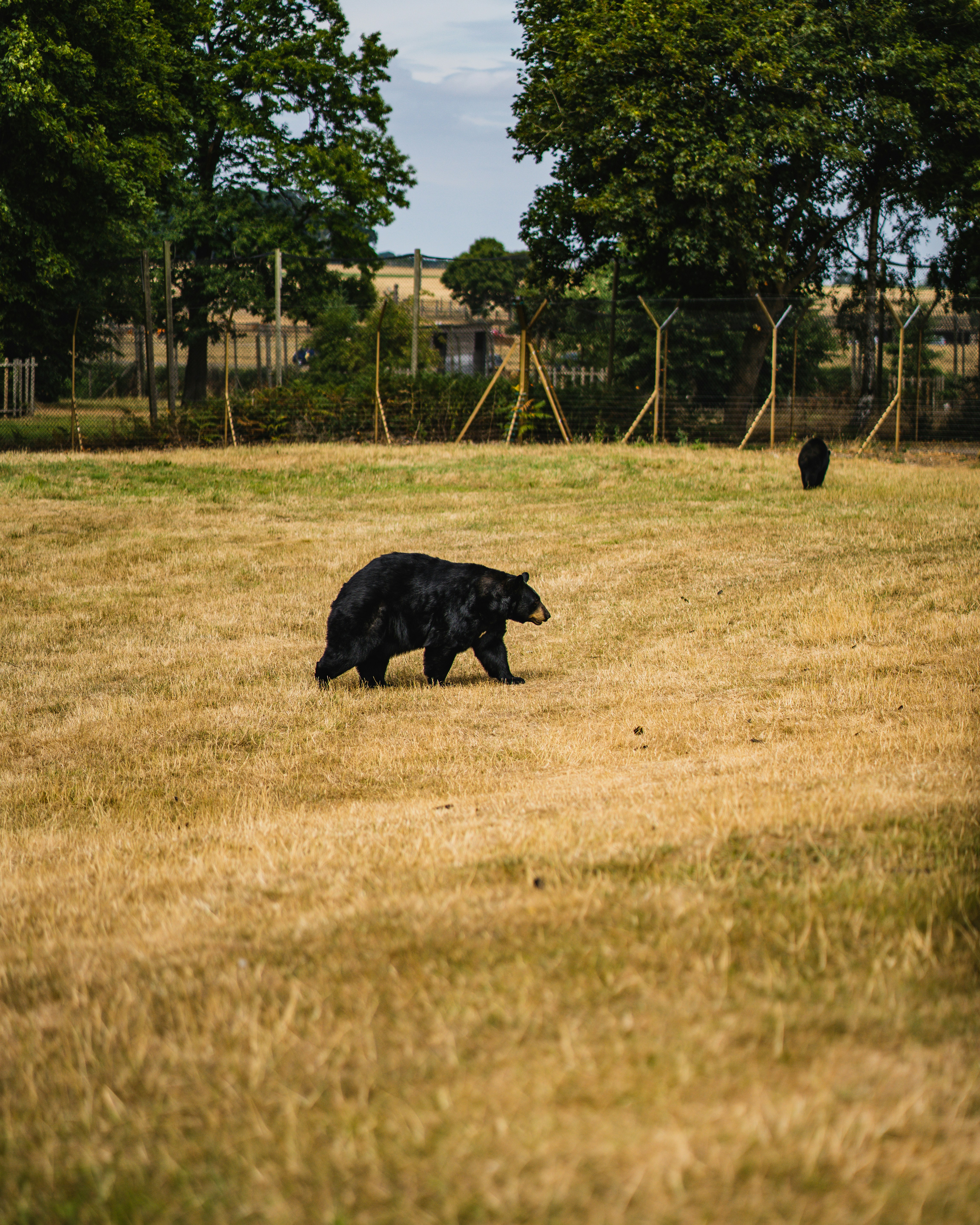 Solitary Black Bear Patrols a Sunlit Meadow Beyond the Fence