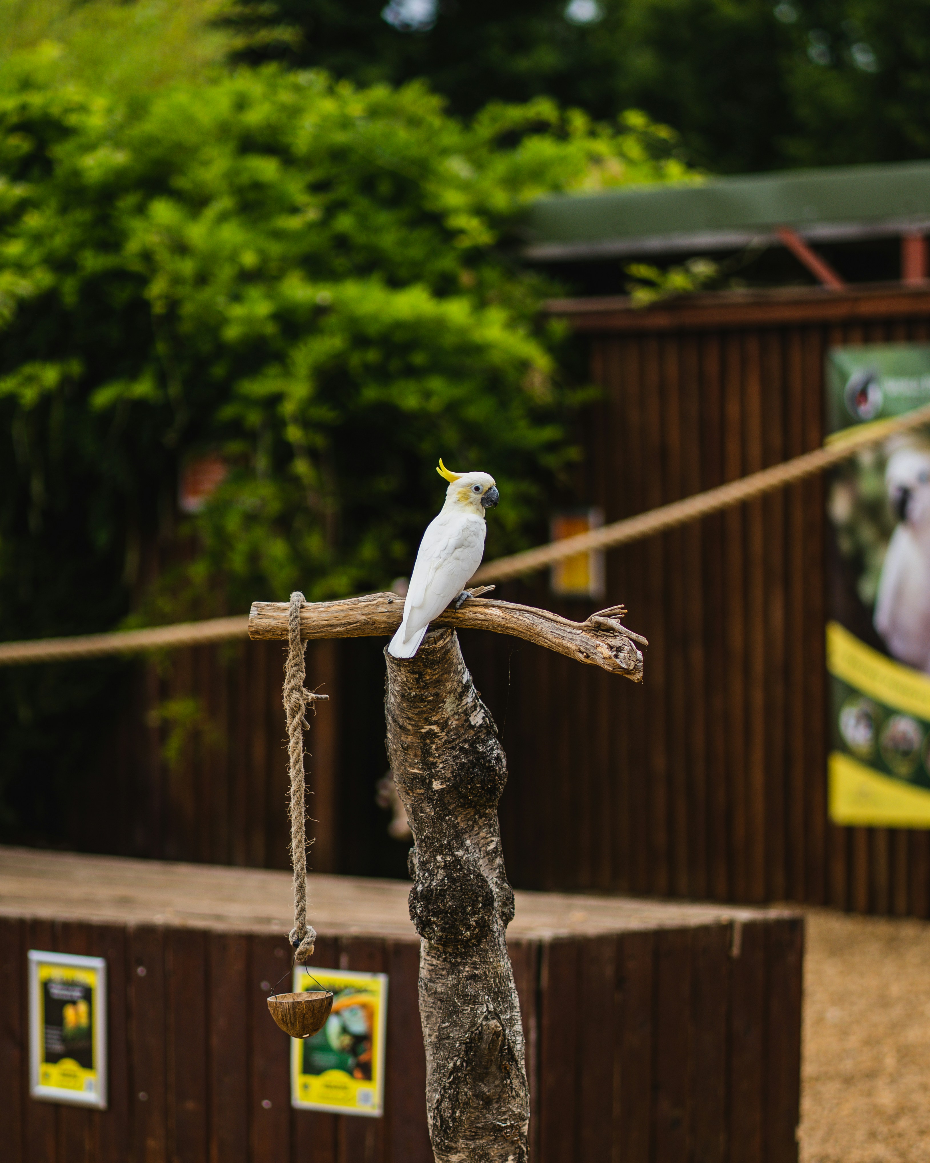 Perch of Light: A Sulphur-crested Cockatoo in a Rustic Enclosure