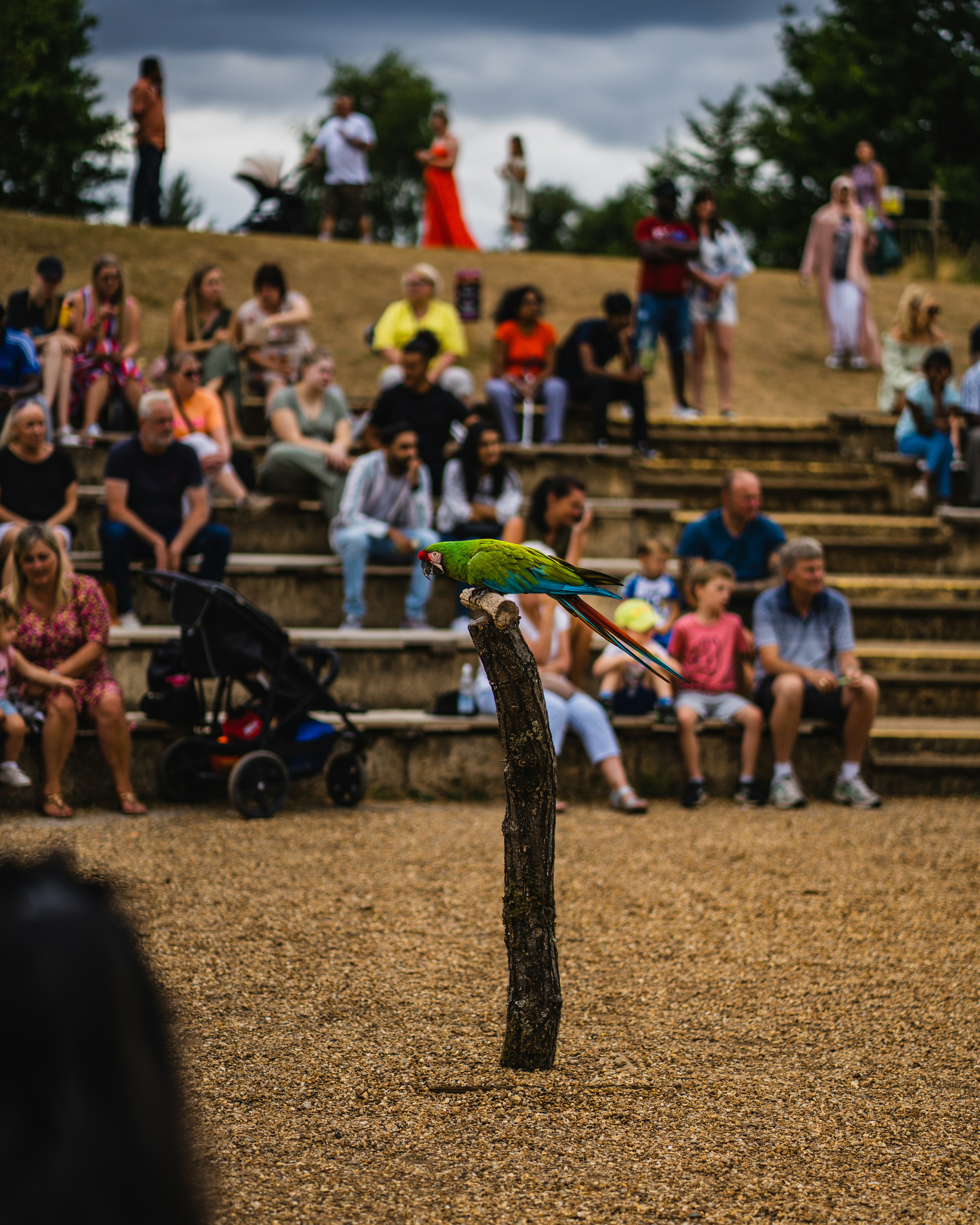 Green Parrot on a Weathered Post Overlooking a Hillside Audience