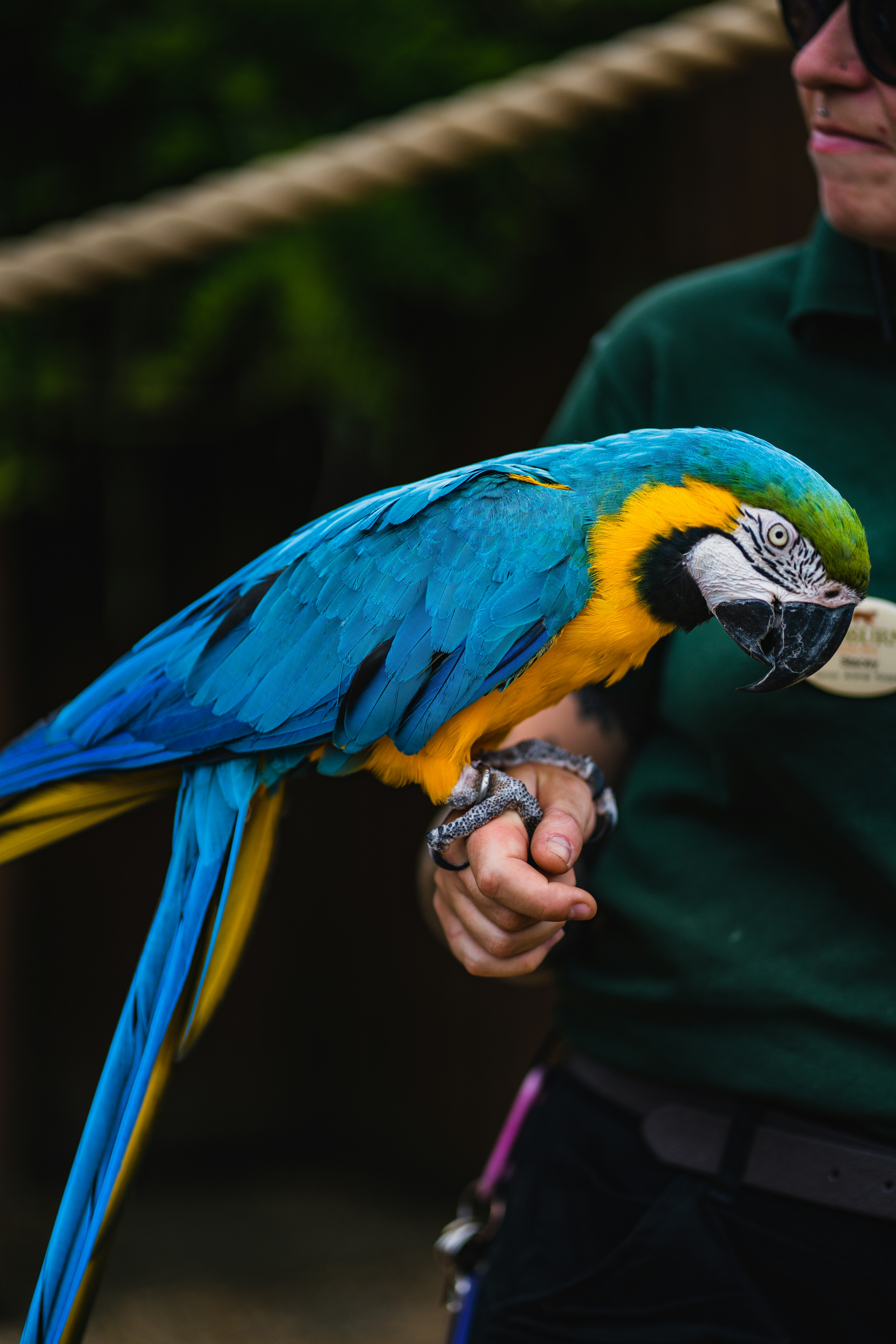 a blue and yellow parrot being held by a man