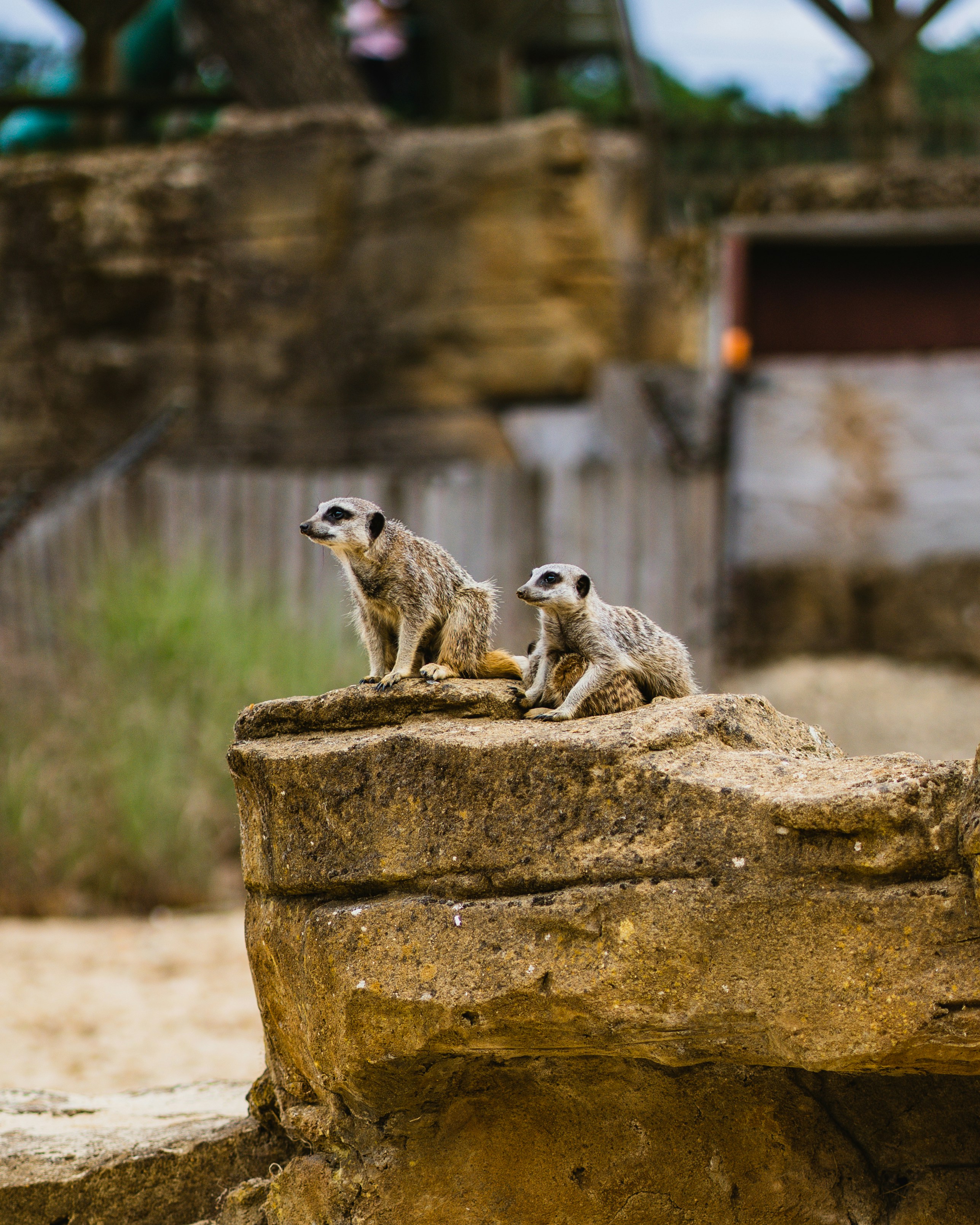 two meerkats sitting on top of a rock