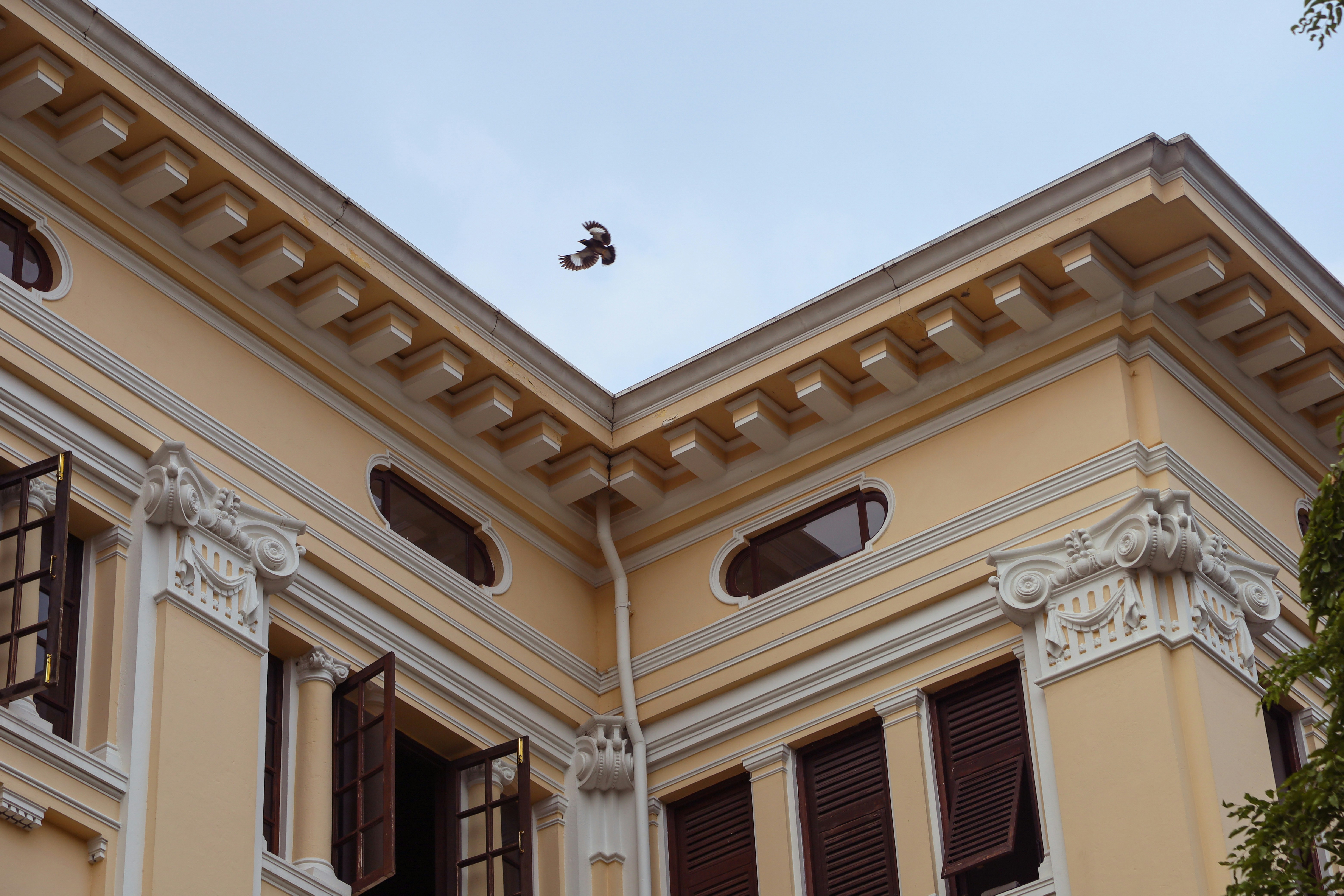 a bird flying in the air over a building