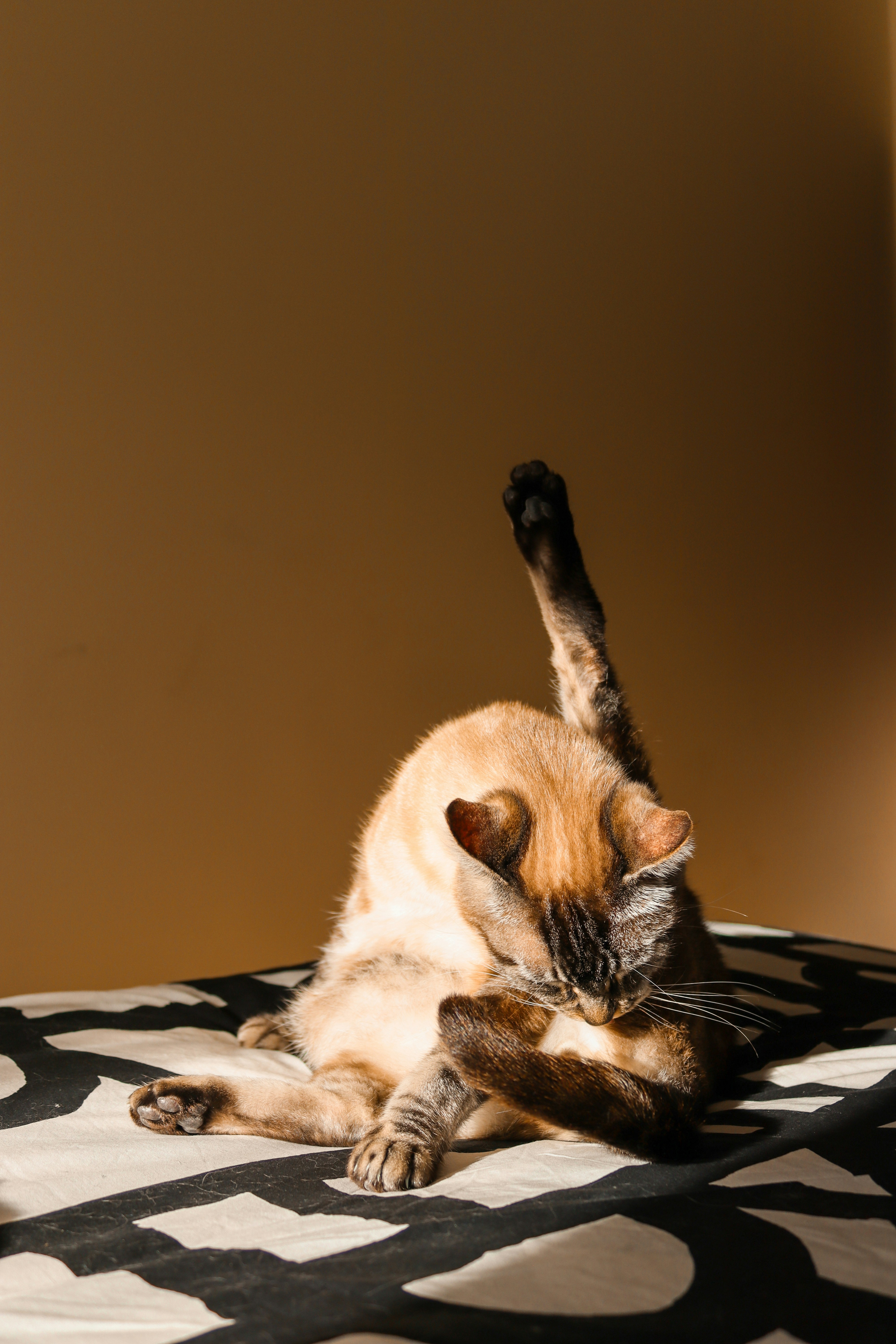 Sunlit Cat in Quiet Focus