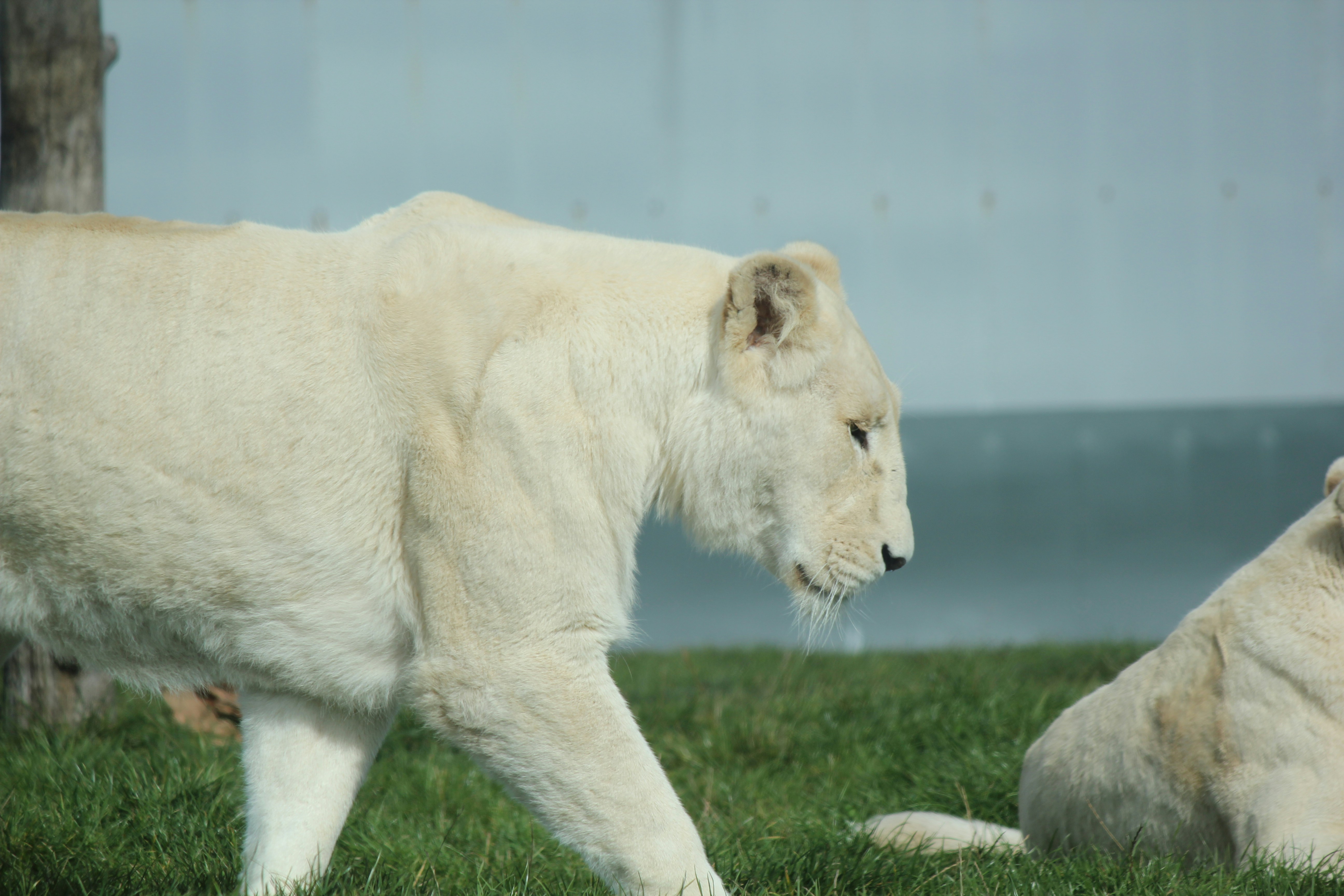 White Lion walking