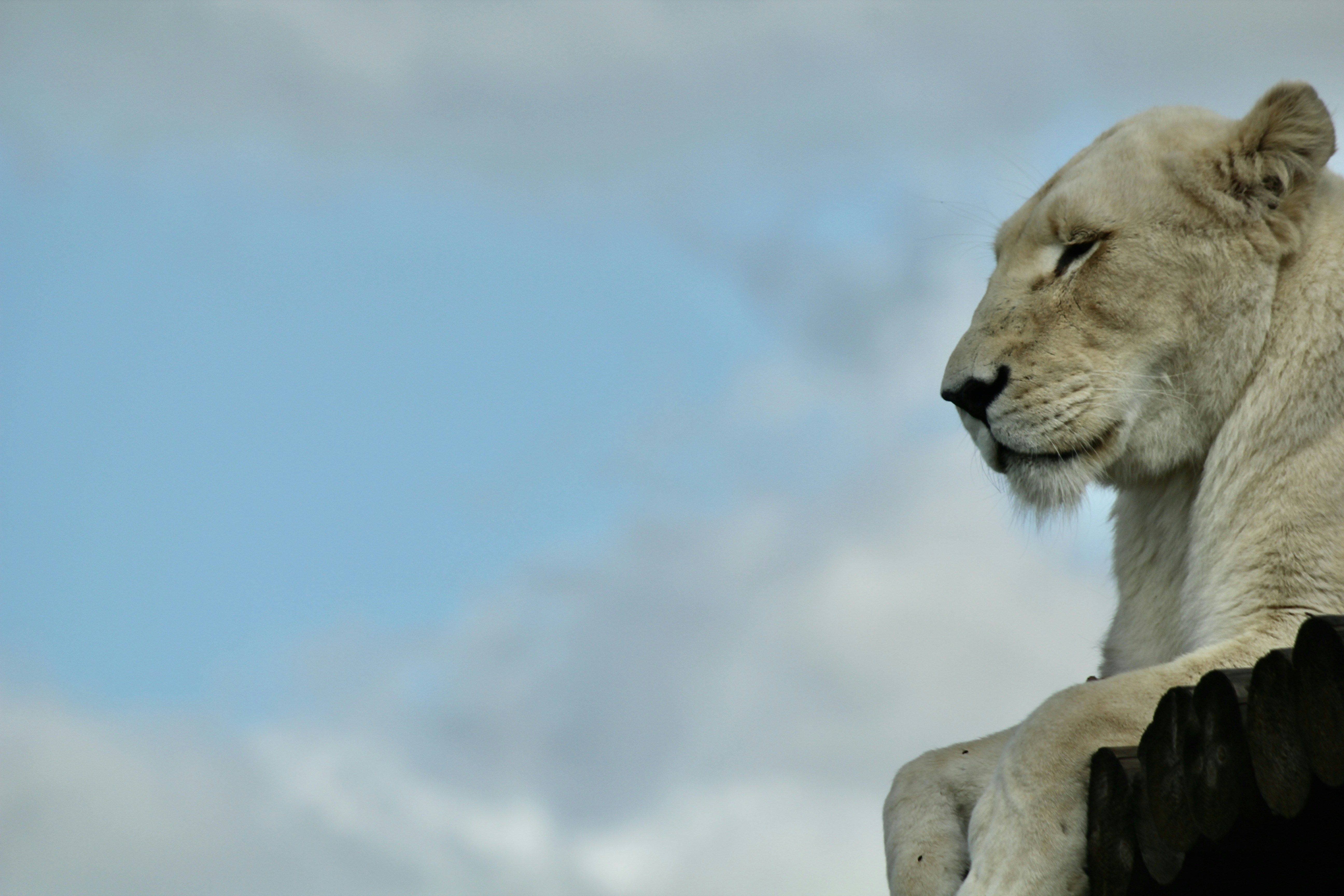 Lionscale Sentinel: A Regal Profile Over the Ledge