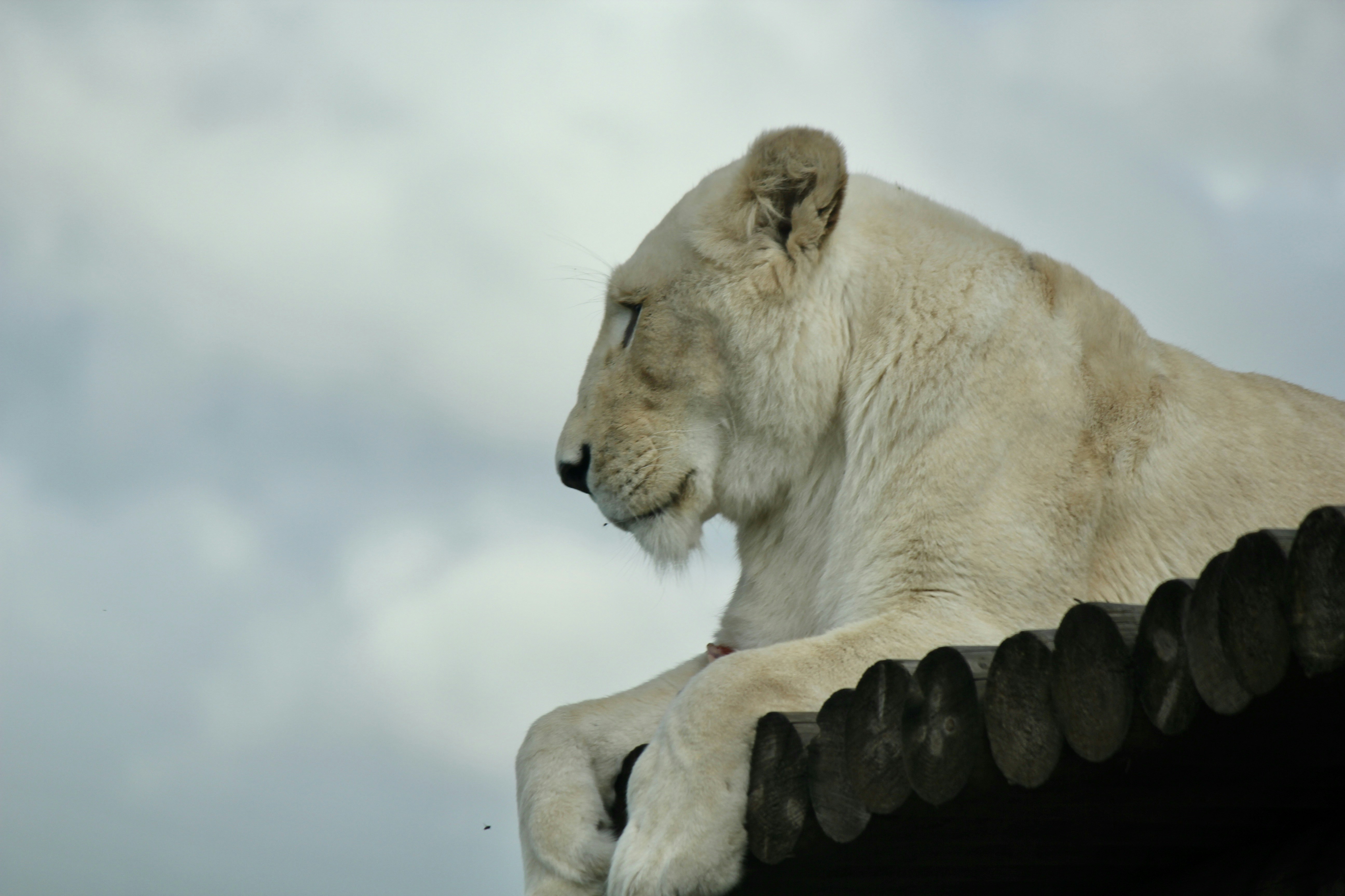 White Lion gazing into the distance