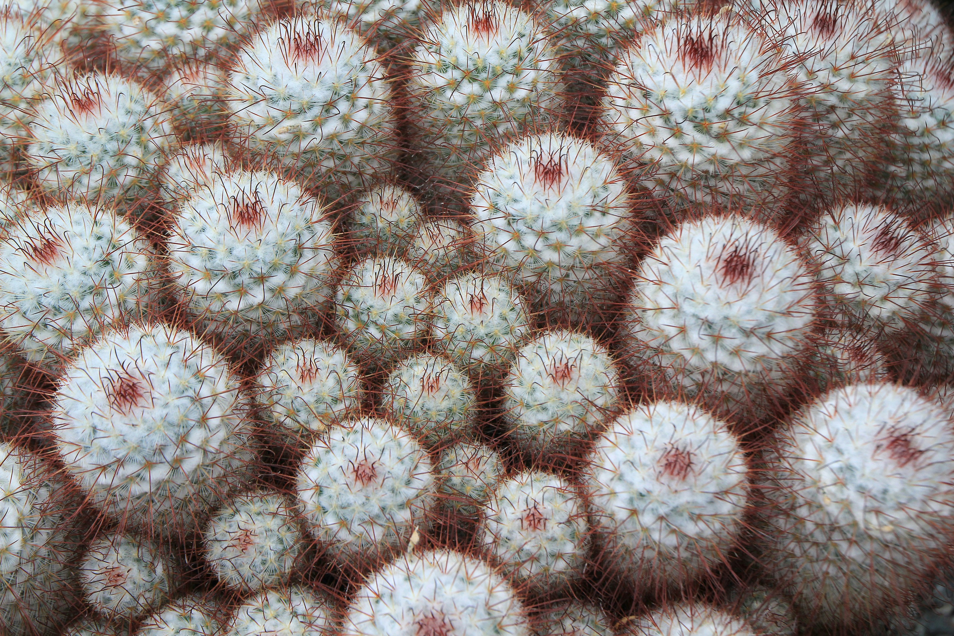 a close up of a bunch of cactus plants