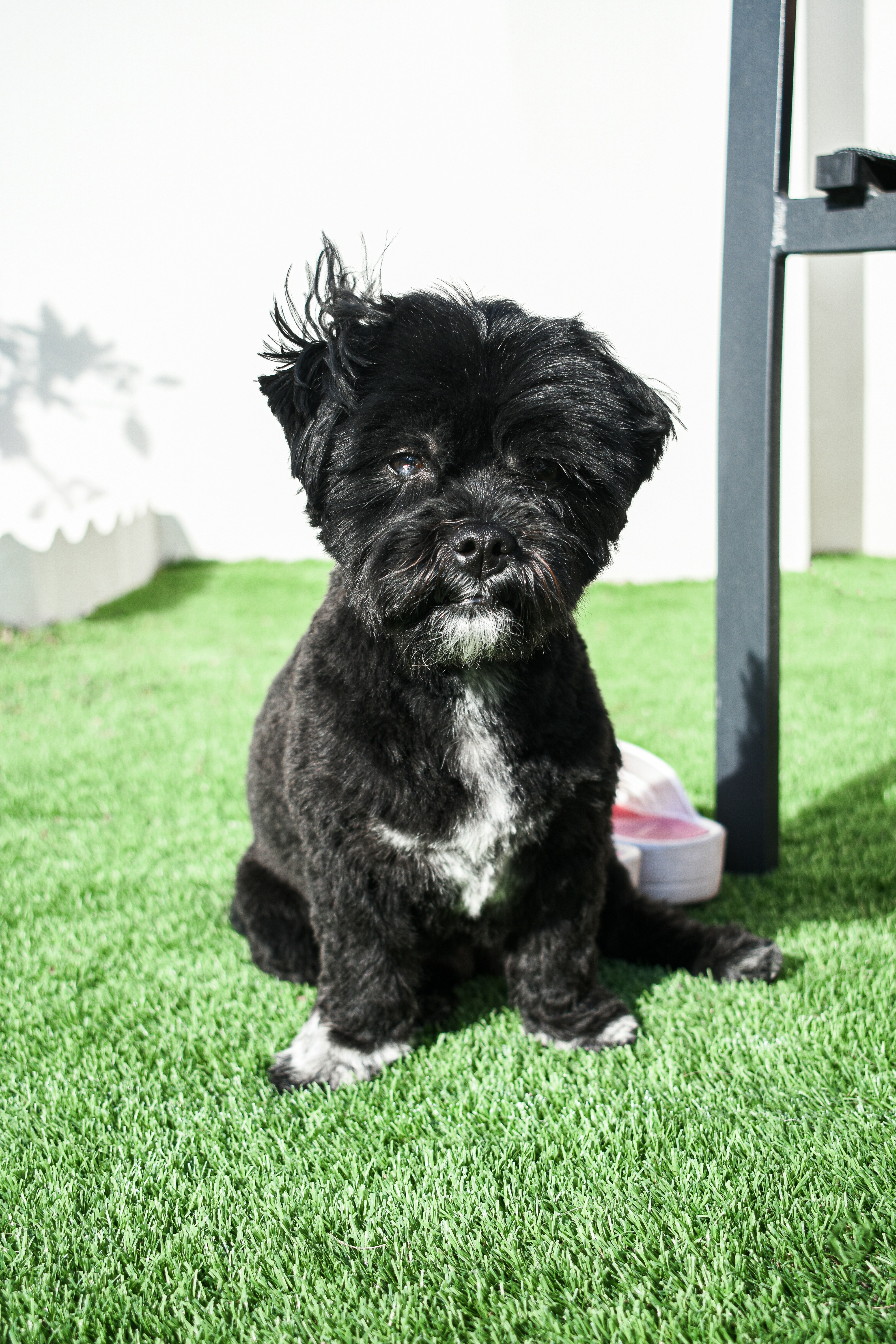 Whiskers in the Sun: a small black terrier on a bright lawn