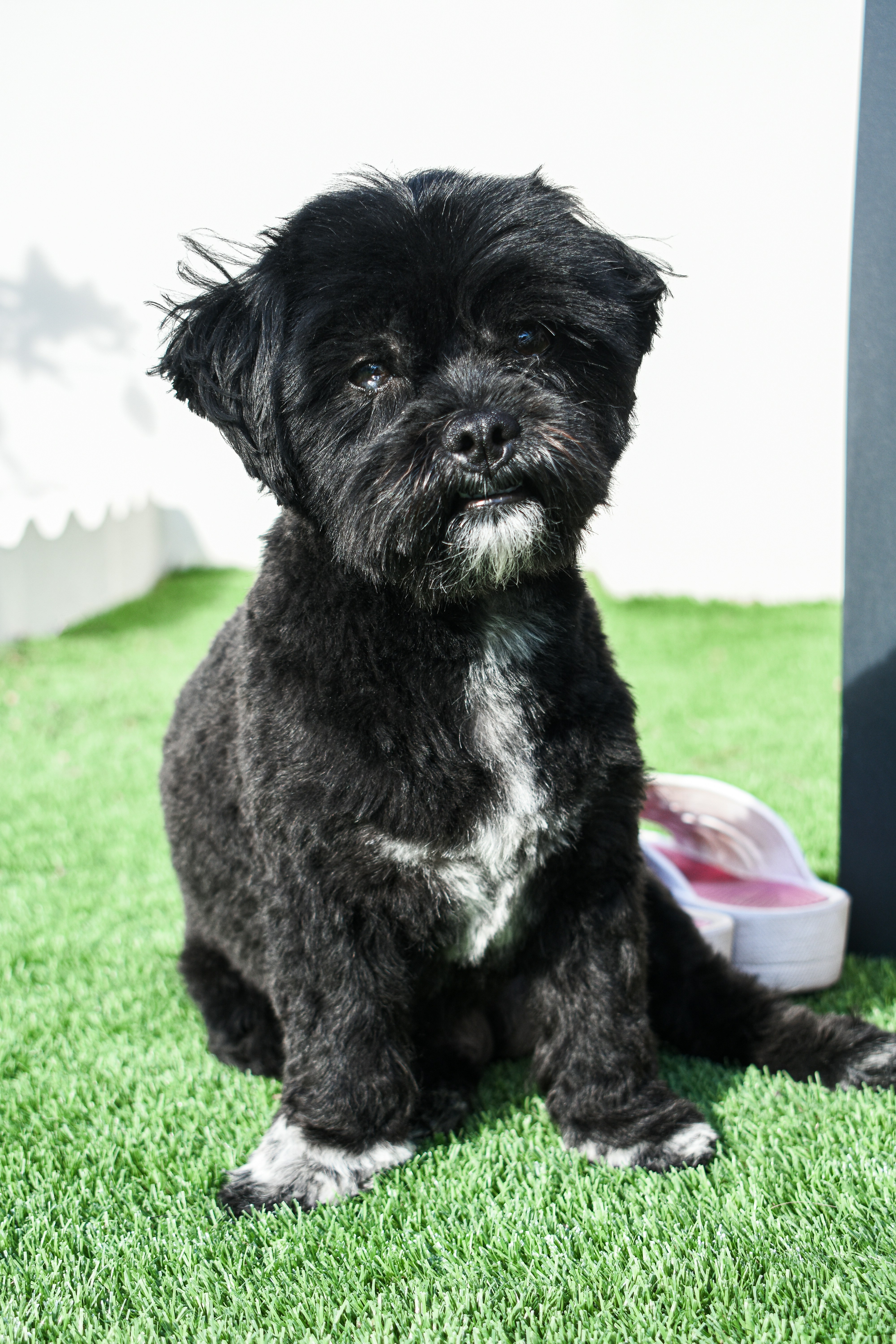 A Curious Pup Surrounded by Sunny Lawn and Shadowed Corner
