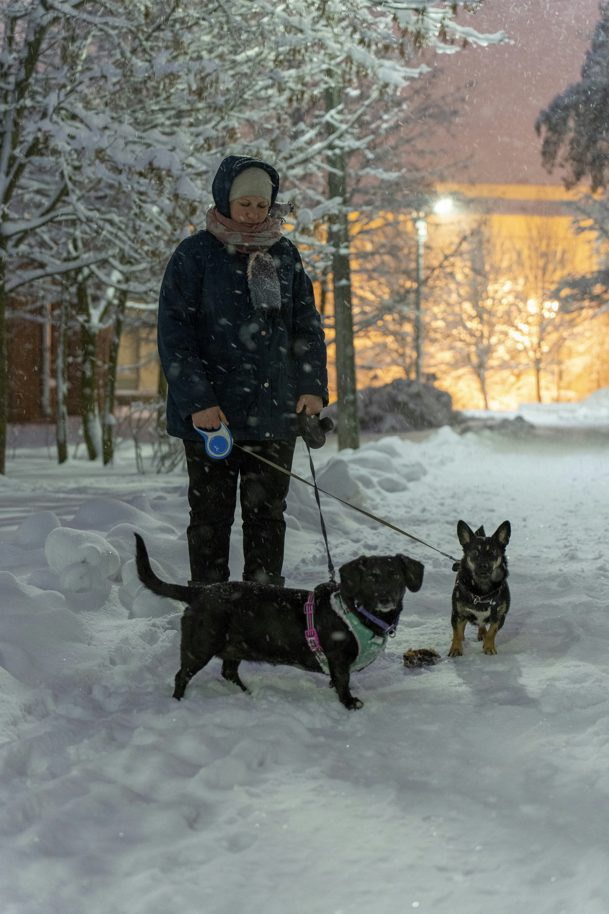 Amber Glow in the Snow: A Winter Walk with a Woman and Two Dogs