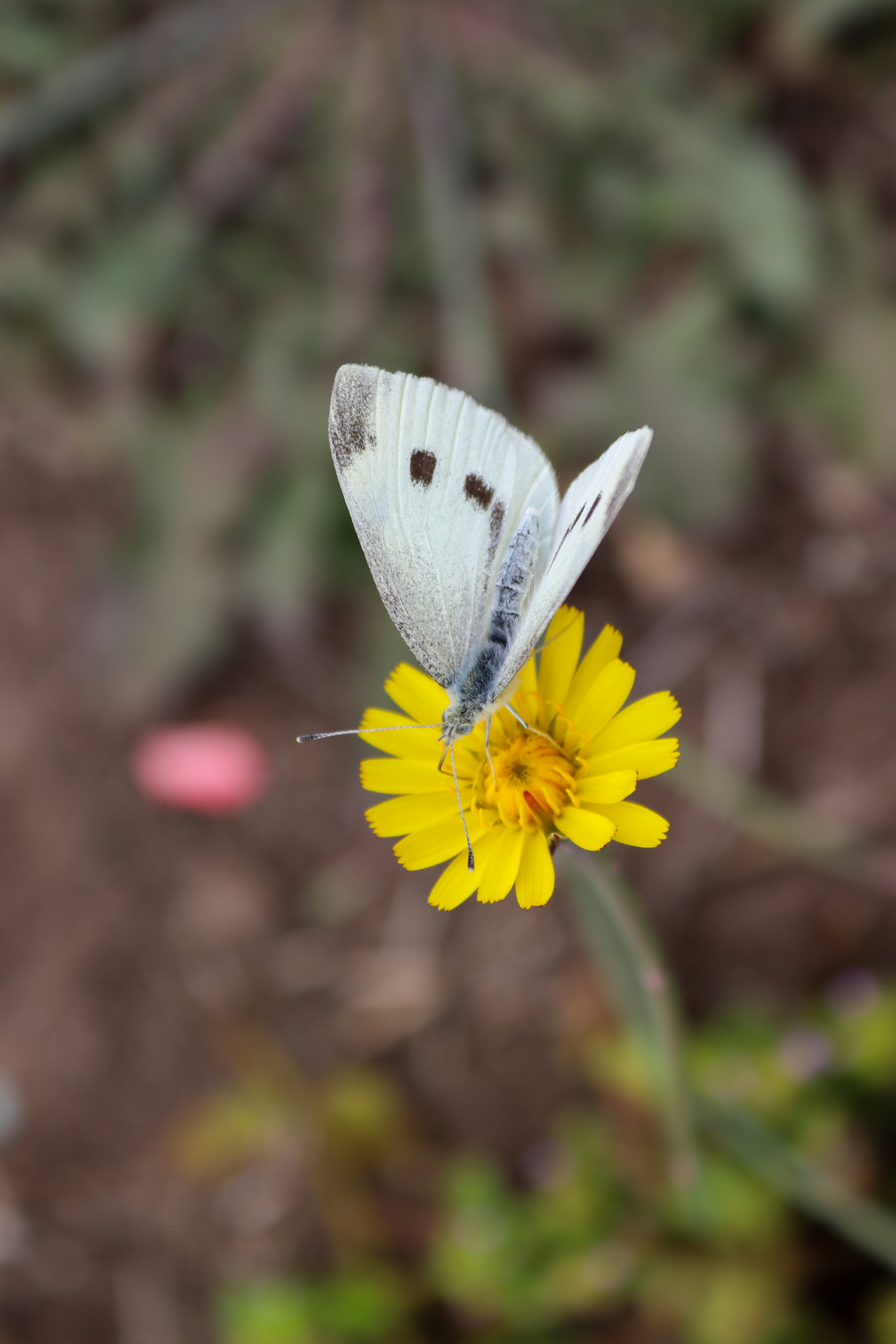 Ghost-winged Visitor on a Sunlit Yellow Blossom