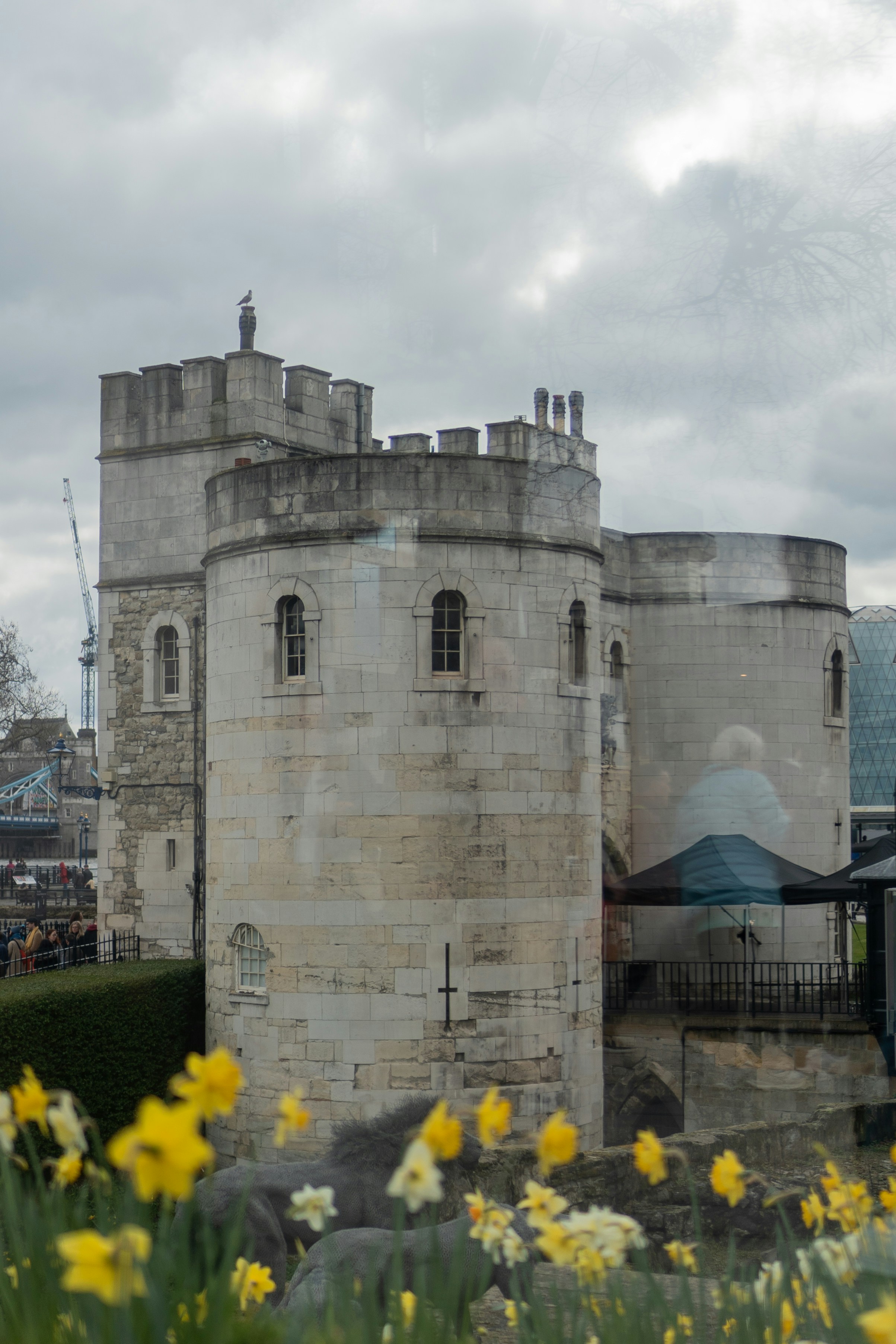 Castle Turret Amid Clouds, Framed by Spring Daffodils