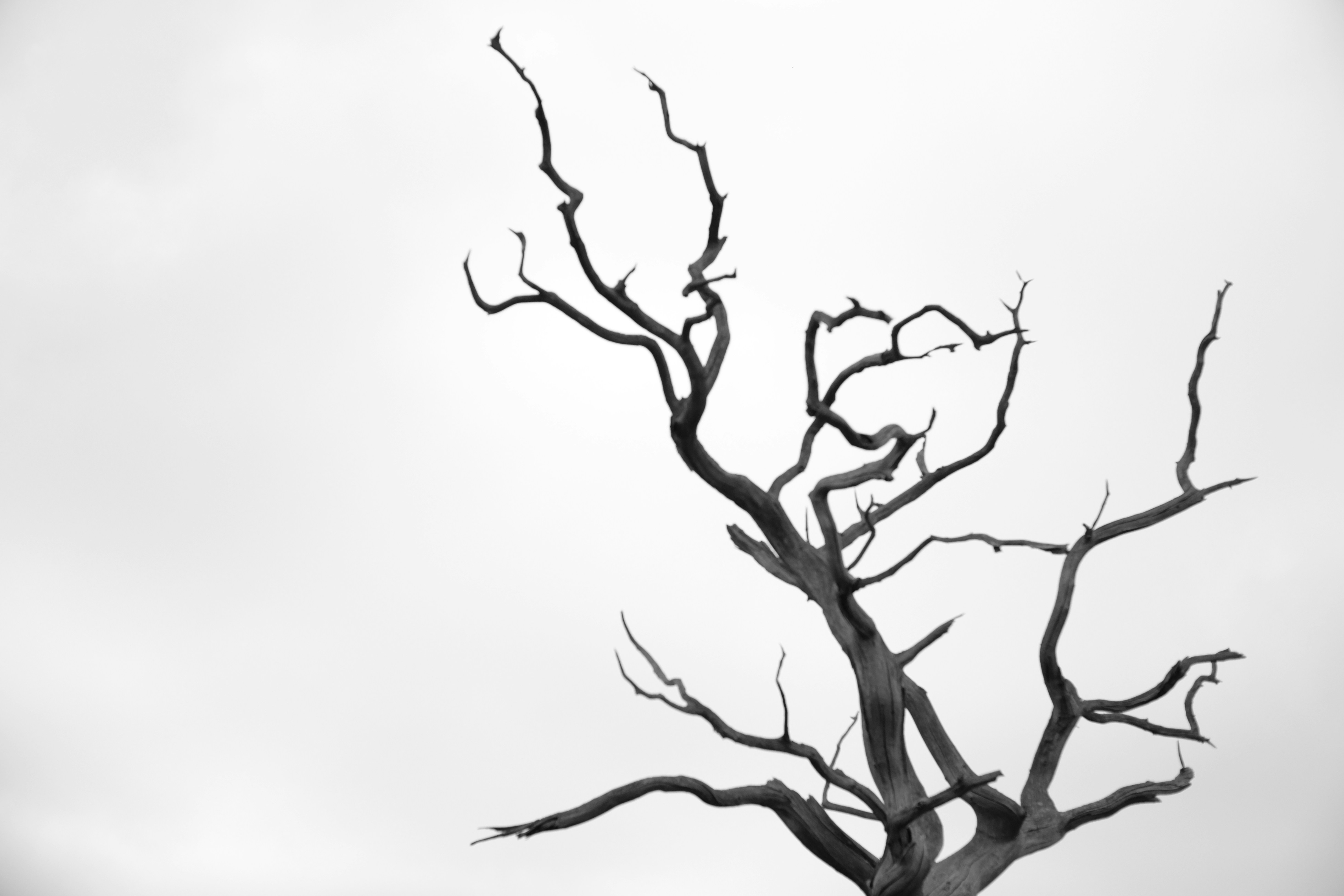 Iken, Suffolk | a black and white photo of a tree without leaves