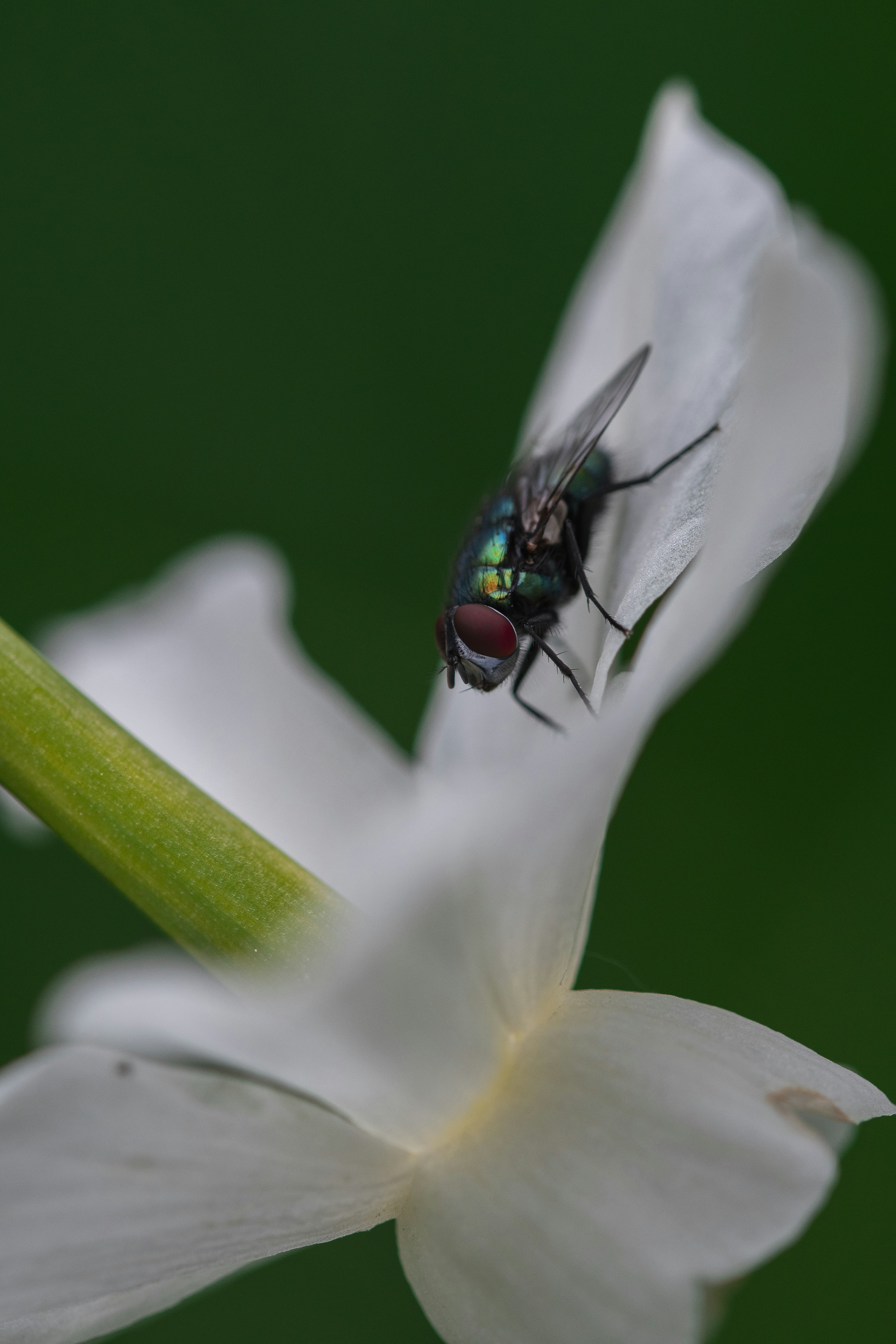 a fly sitting on top of a white flower