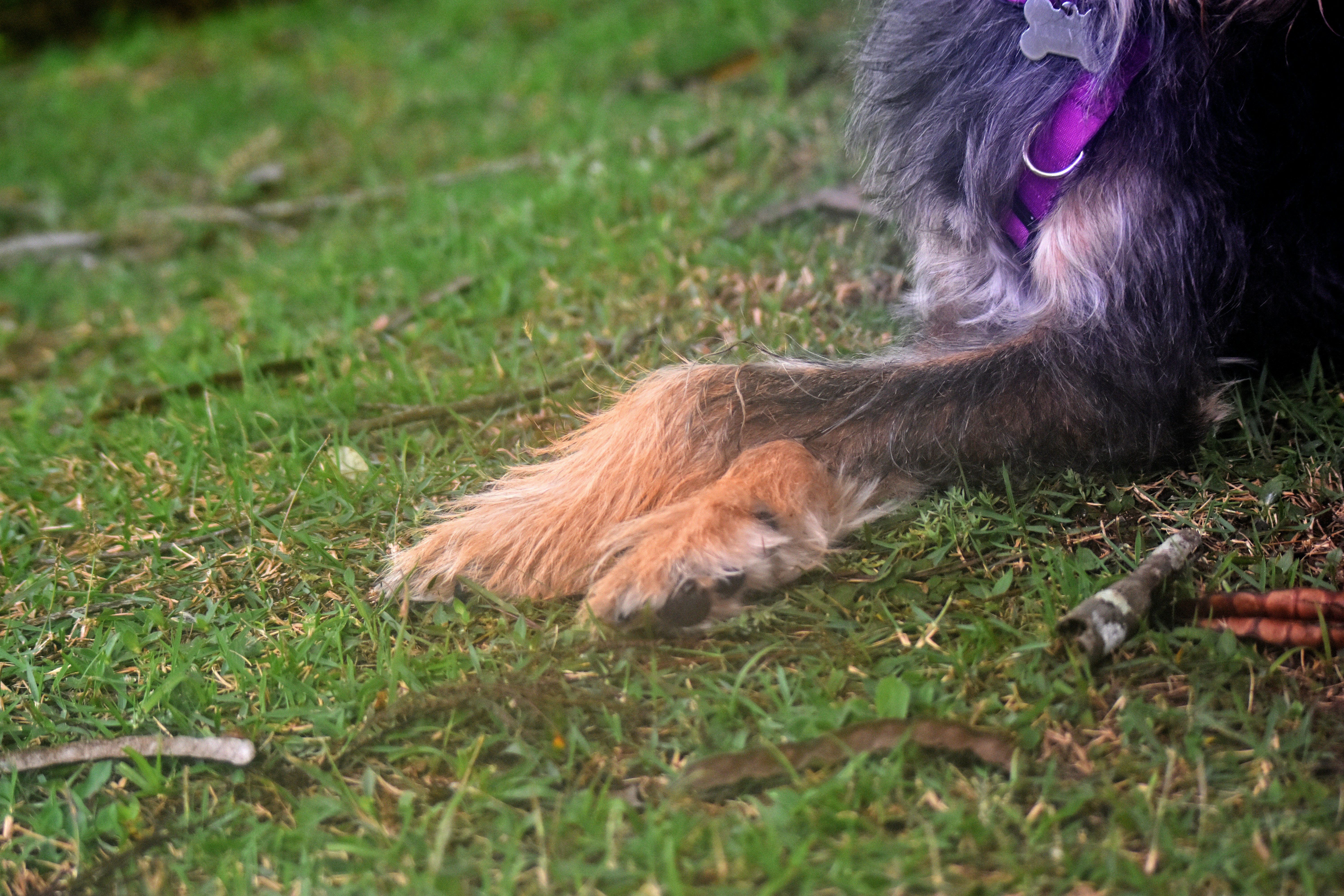 Bronze Paw on Grass: A Close-Up of Texture and Quiet