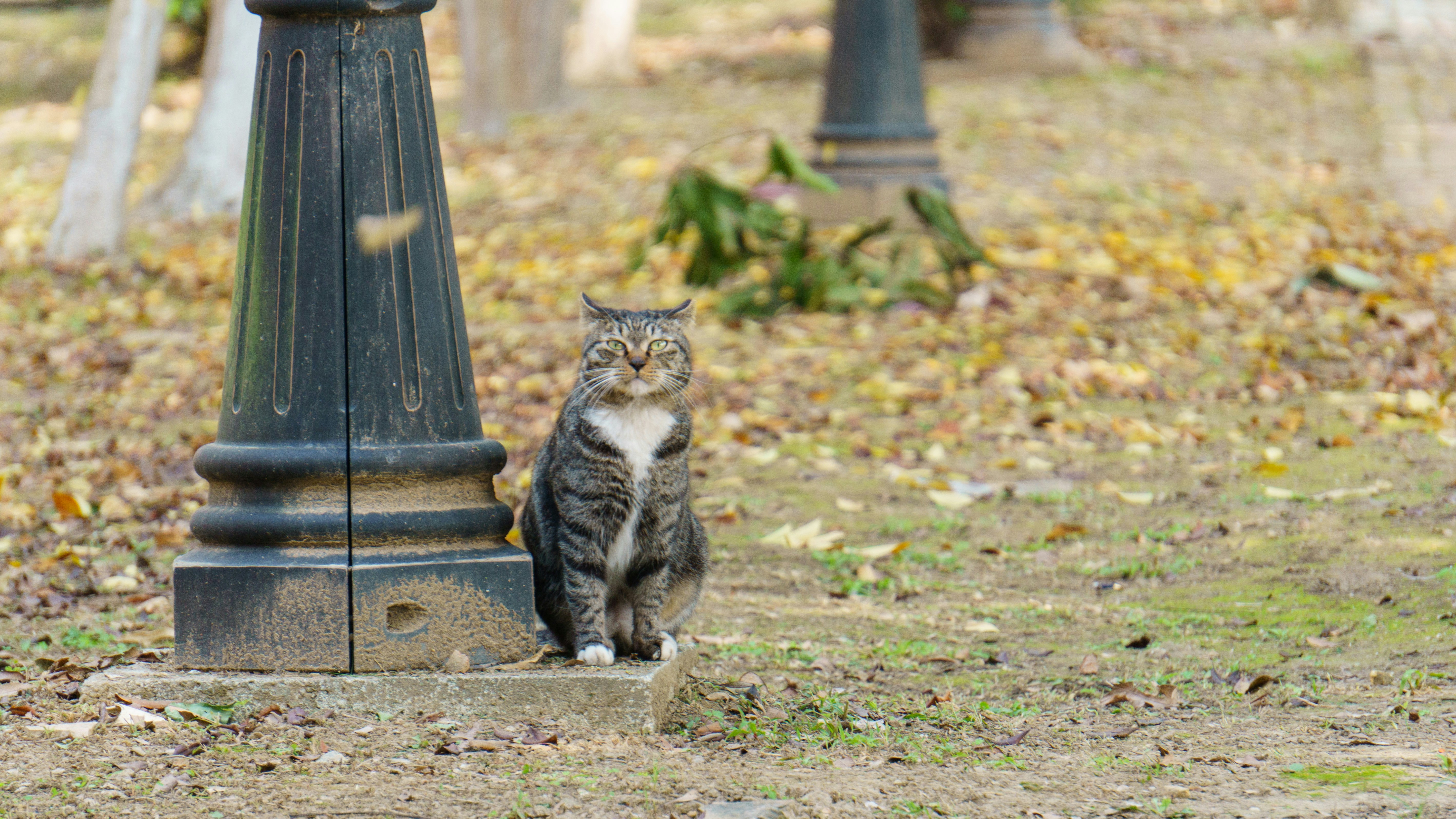 Lamppost Guardian: An Owl's Quiet Watch in Autumn Park