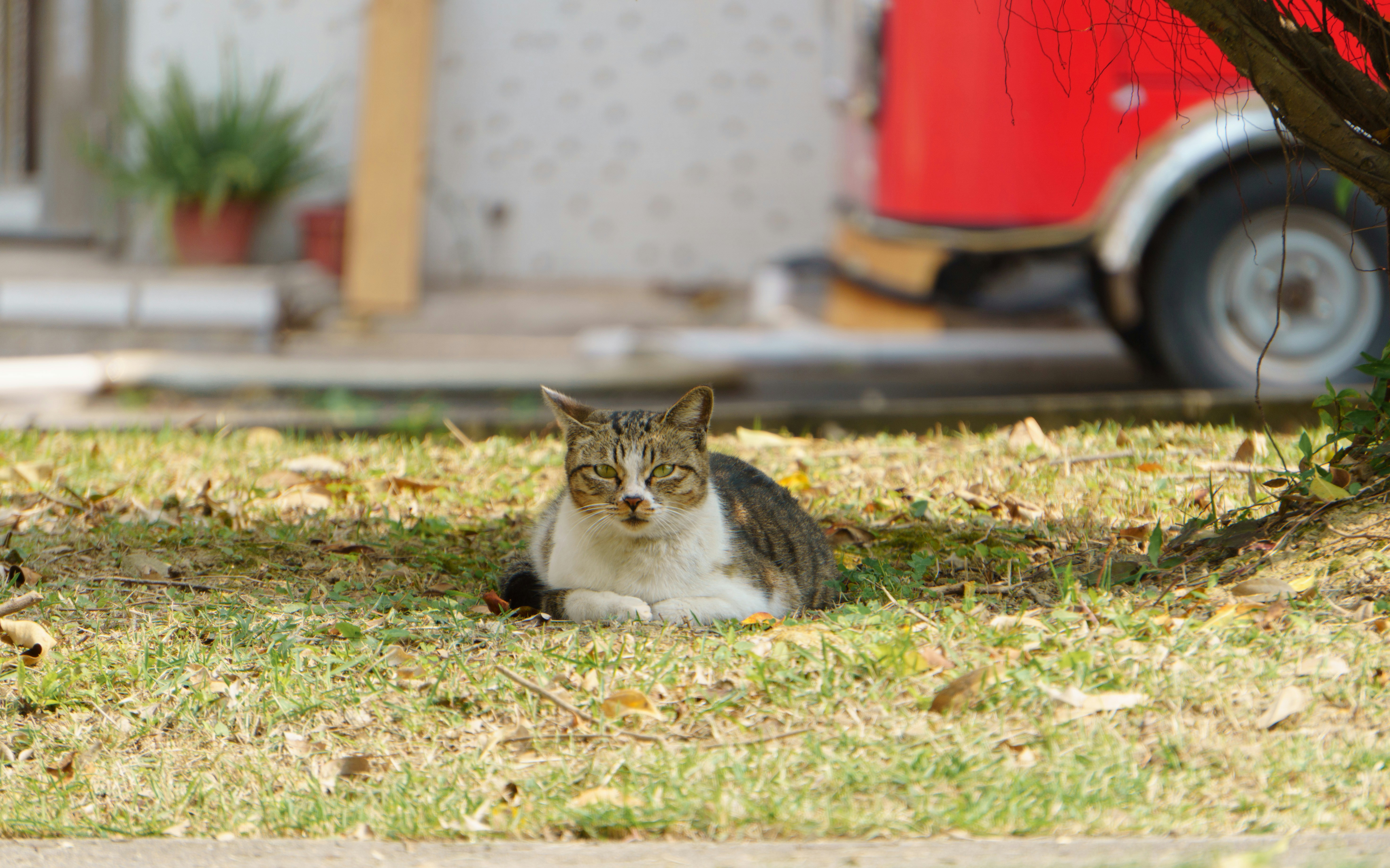 Calico Quietude: Sunlit Cat Amid Leaves and a Red Backdrop