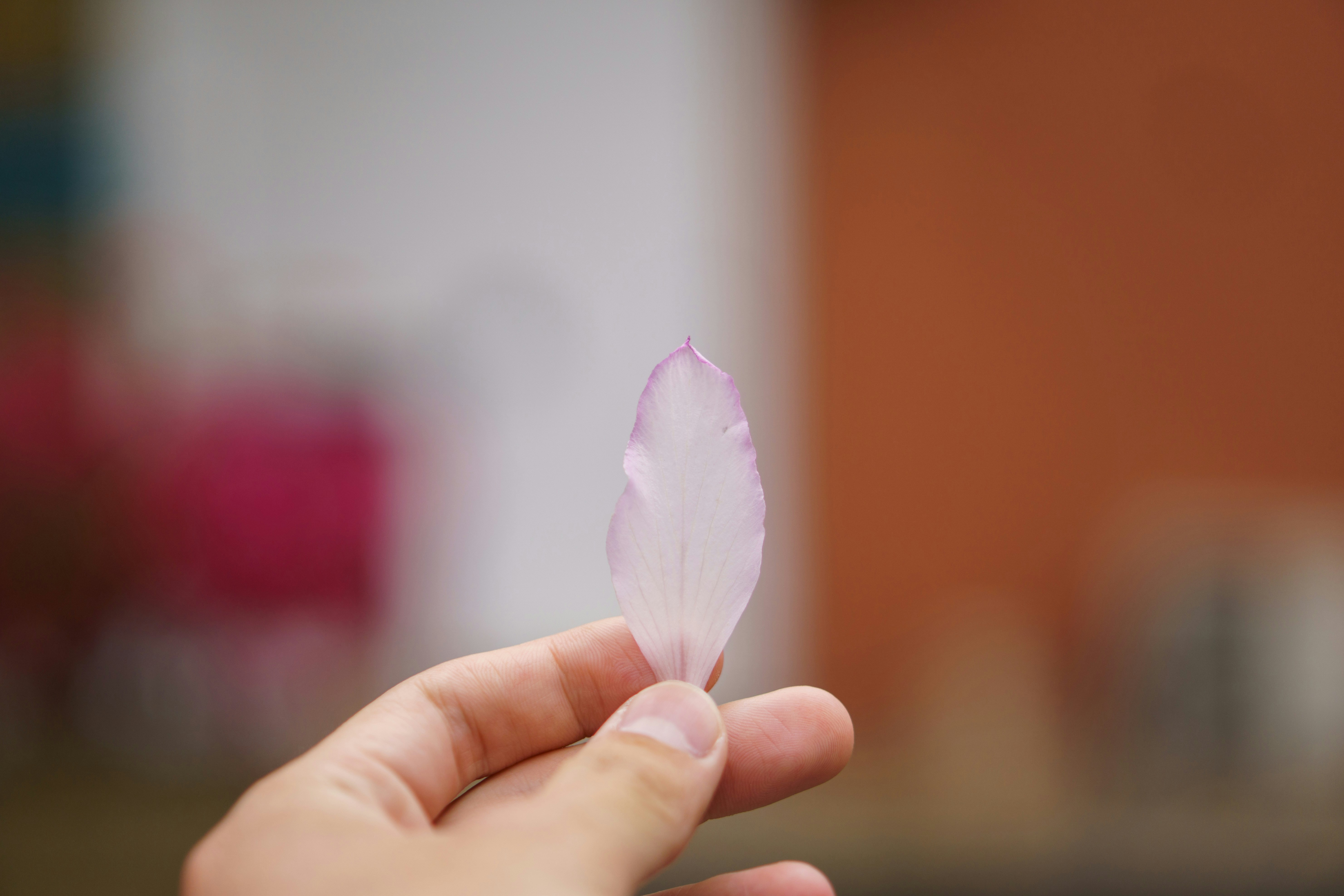 Soft Pink Petal in Hand: A Quiet Moment in Warm Blur